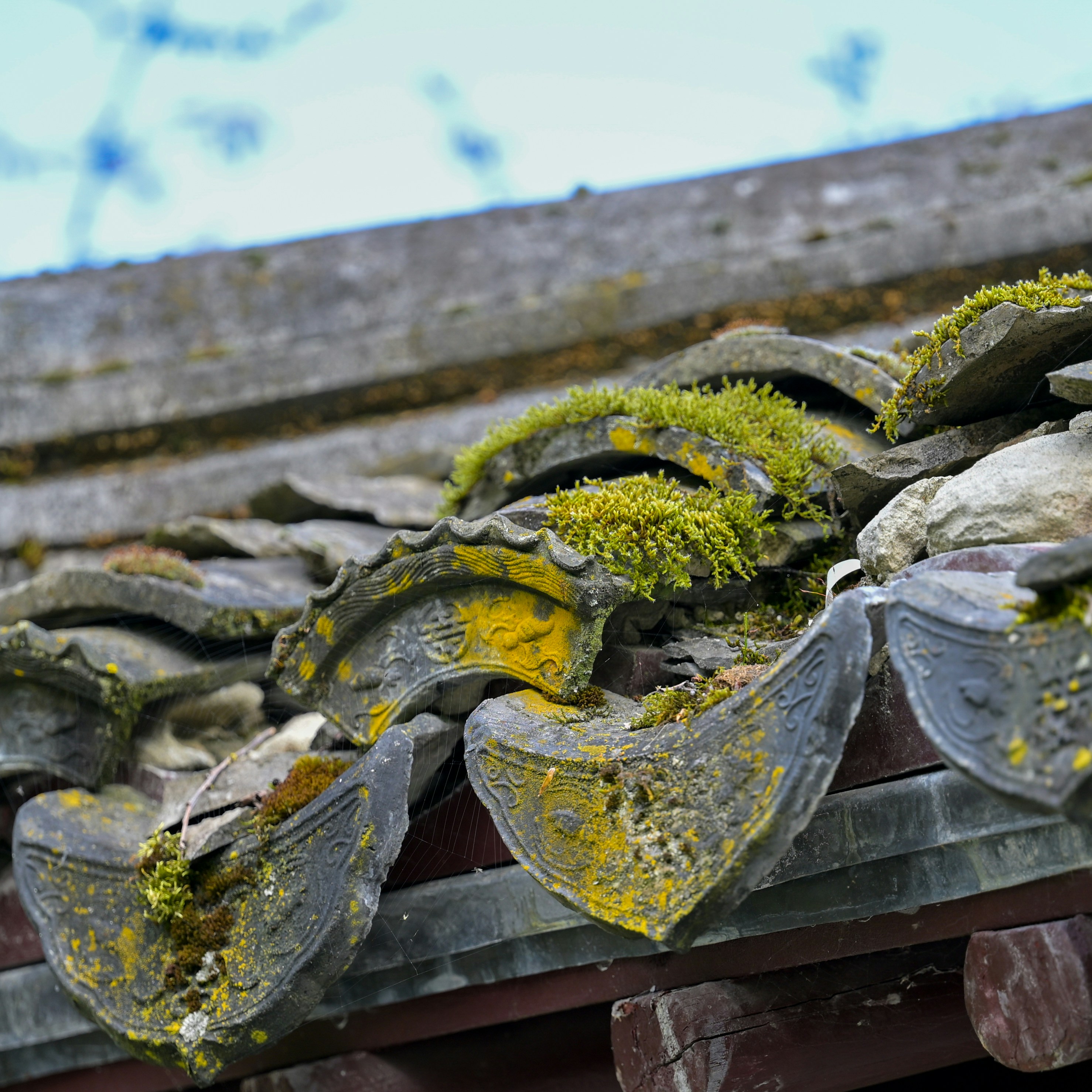 Lichen Crown on a Moss-Dusted Roof Tile