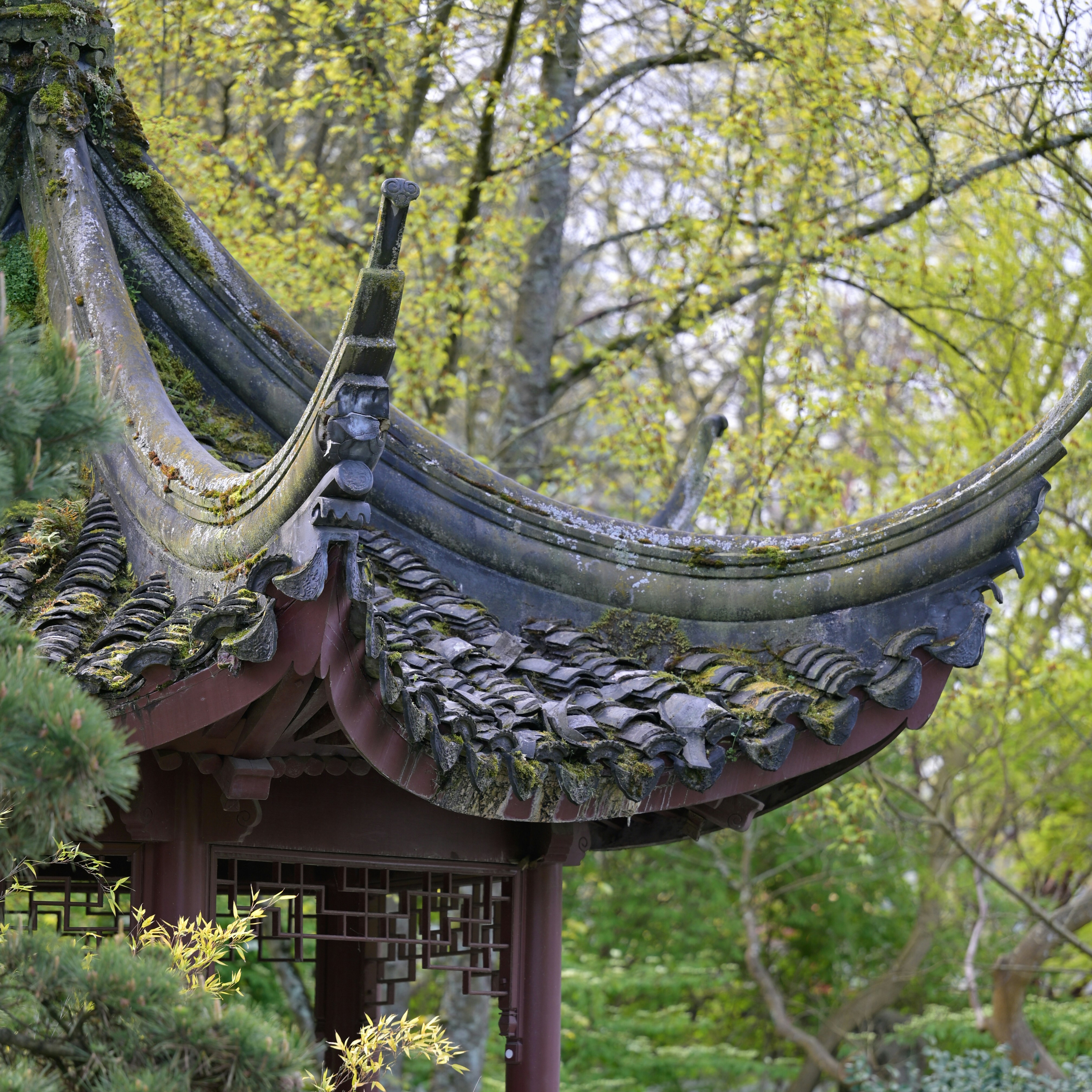 Moss-Crested Roof of a Tranquil Garden Pavilion