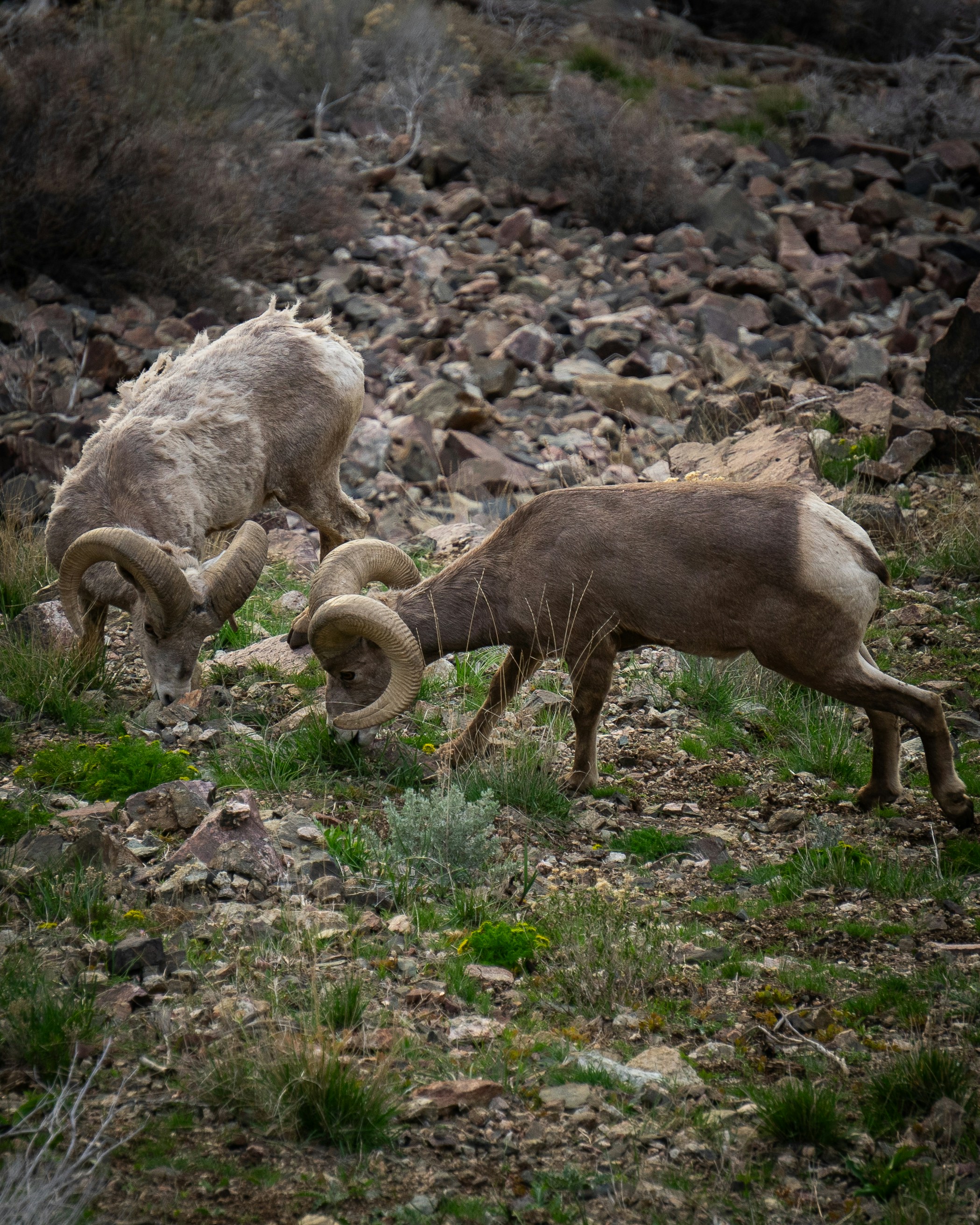 Dos carneros se enfrentan en una ladera rocosa. foto – Imagen de Animal ...