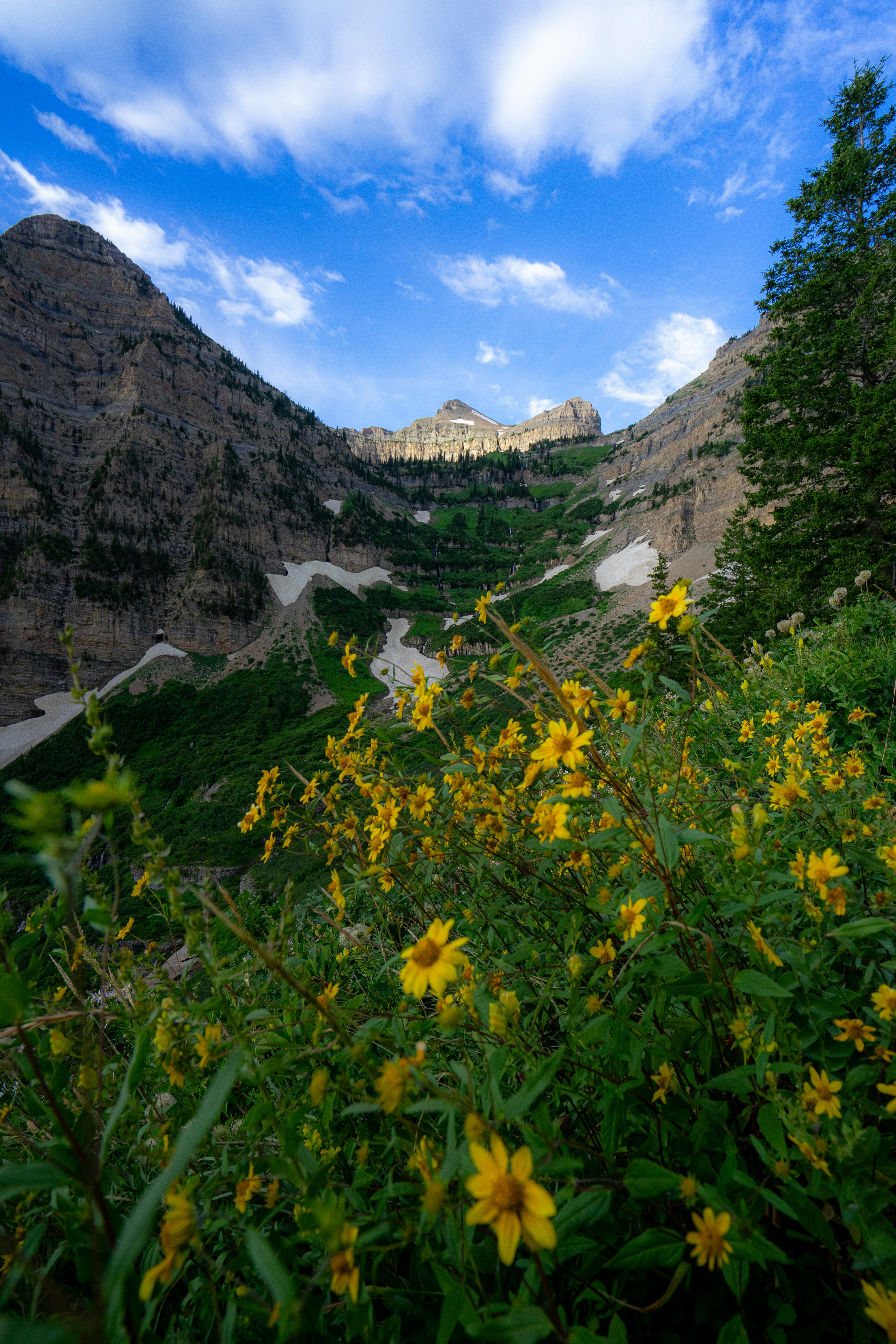 Vibrant yellow wildflowers in the foreground contrast with towering mountains and a blue sky, showcasing the beauty of nature's palette.