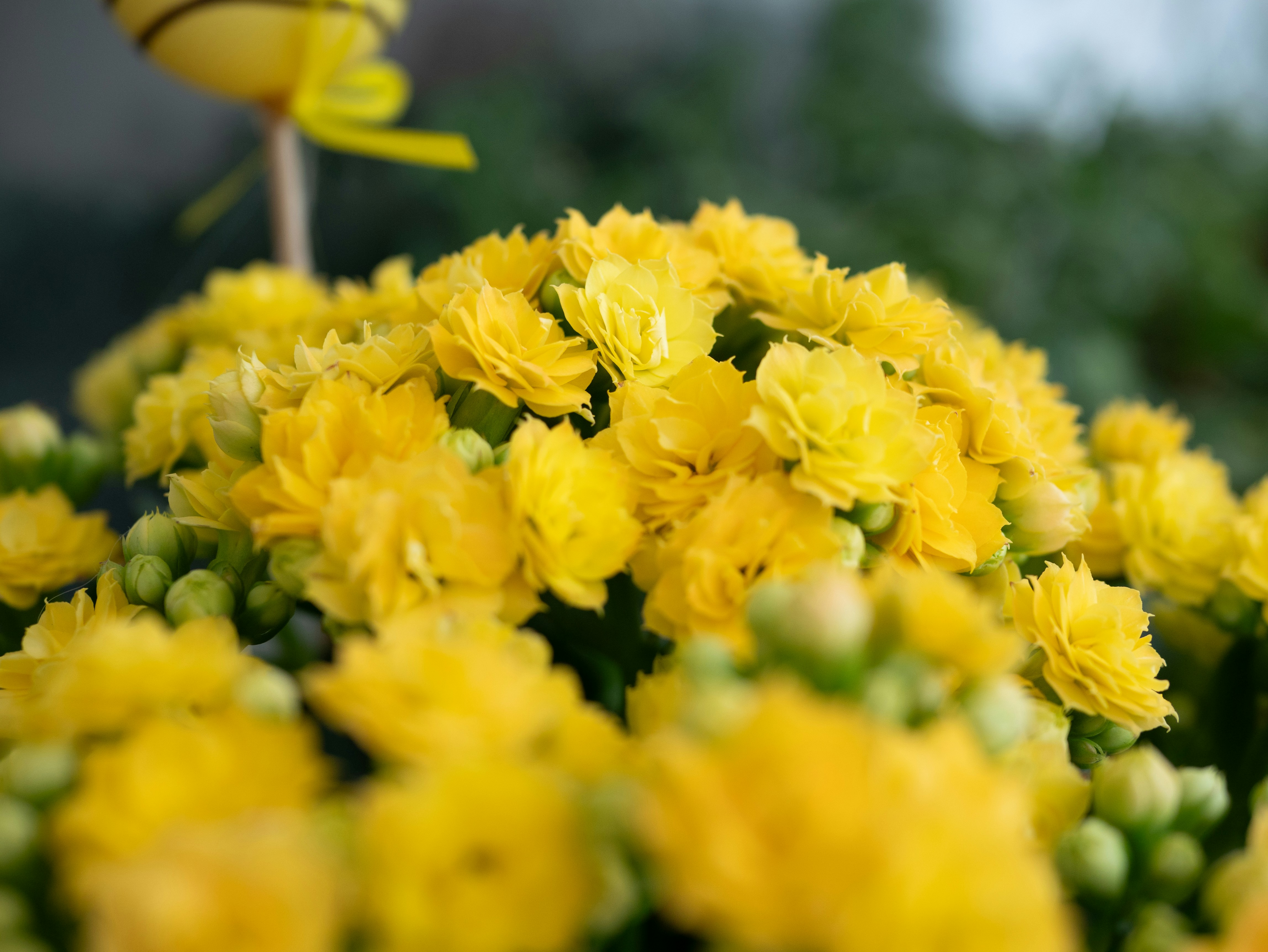 Sunlit Carnations: A Burst of Yellow in Soft Focus