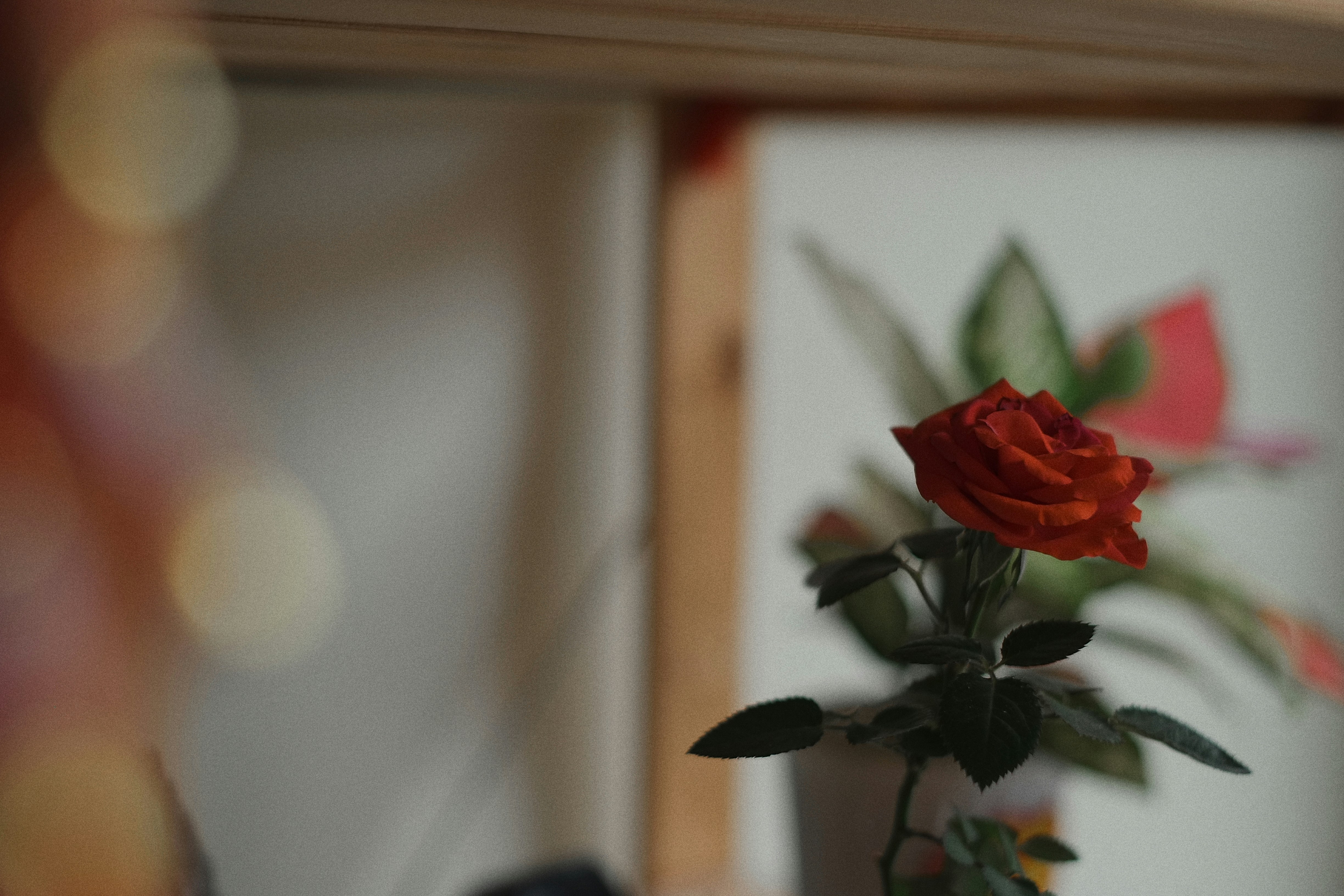 Red Rose | A red rose blooms near a painting.