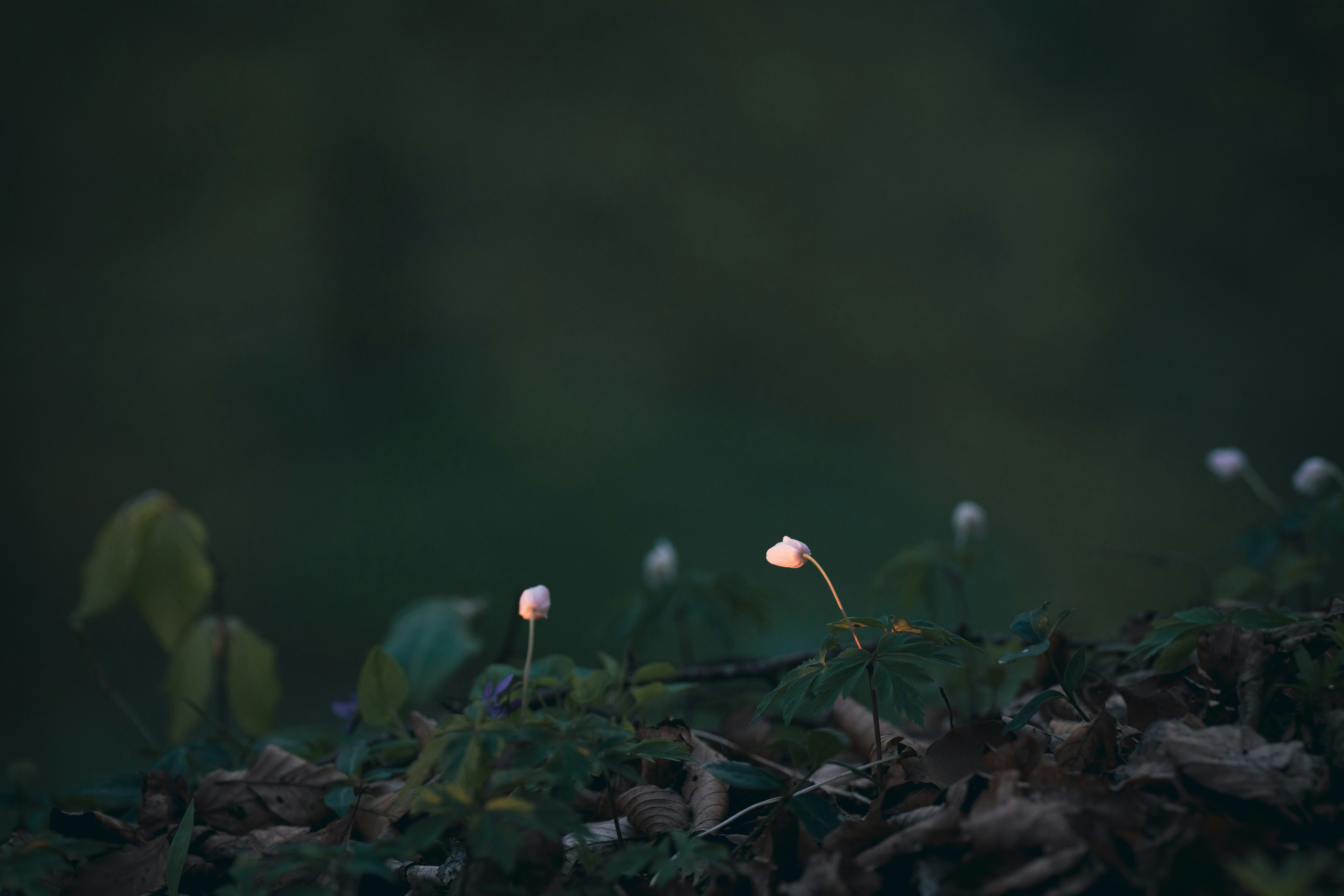 Pink Ember in the Dark Understory