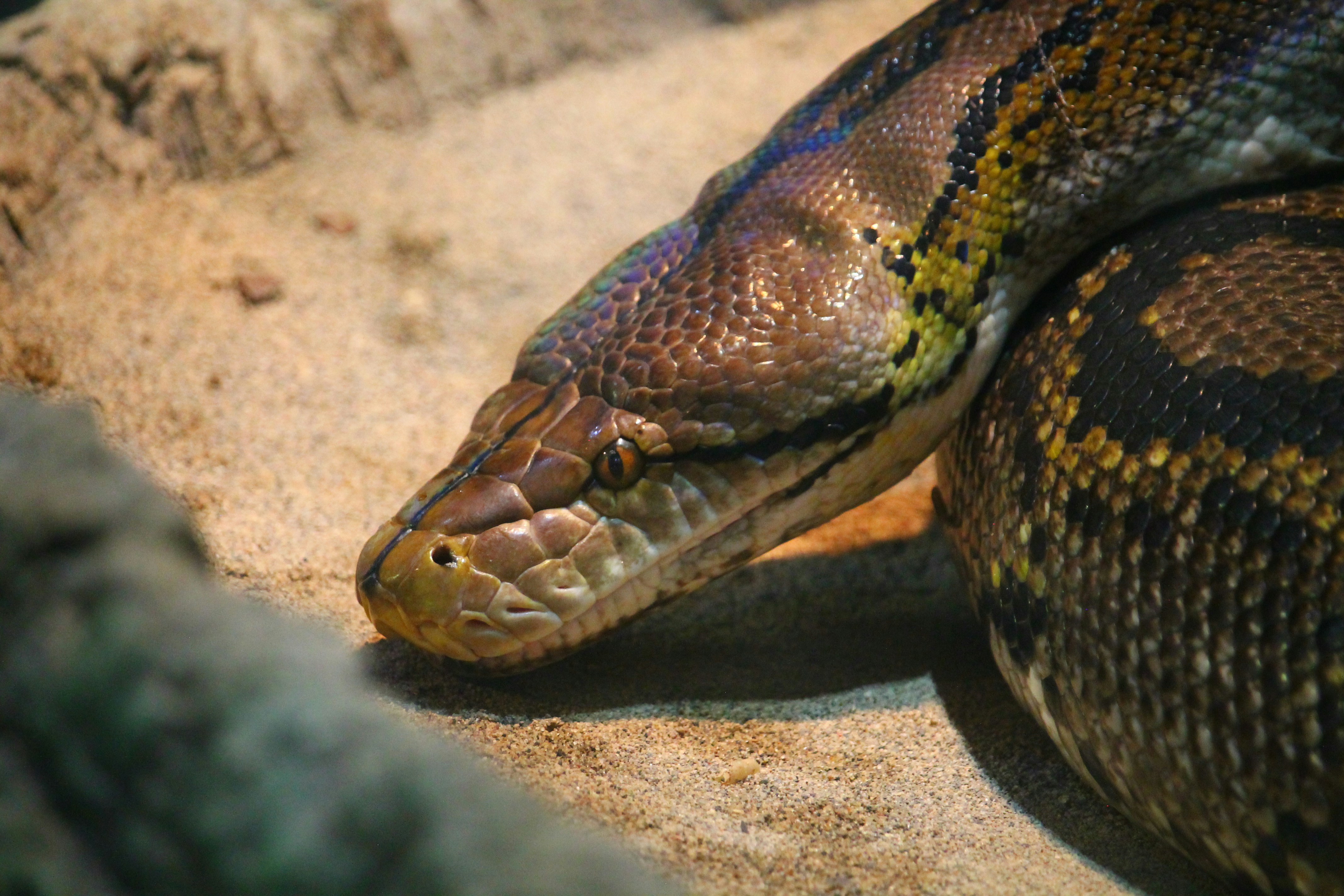 Amber-Scaled Desert Python: A Close-Up Portrait on Sand