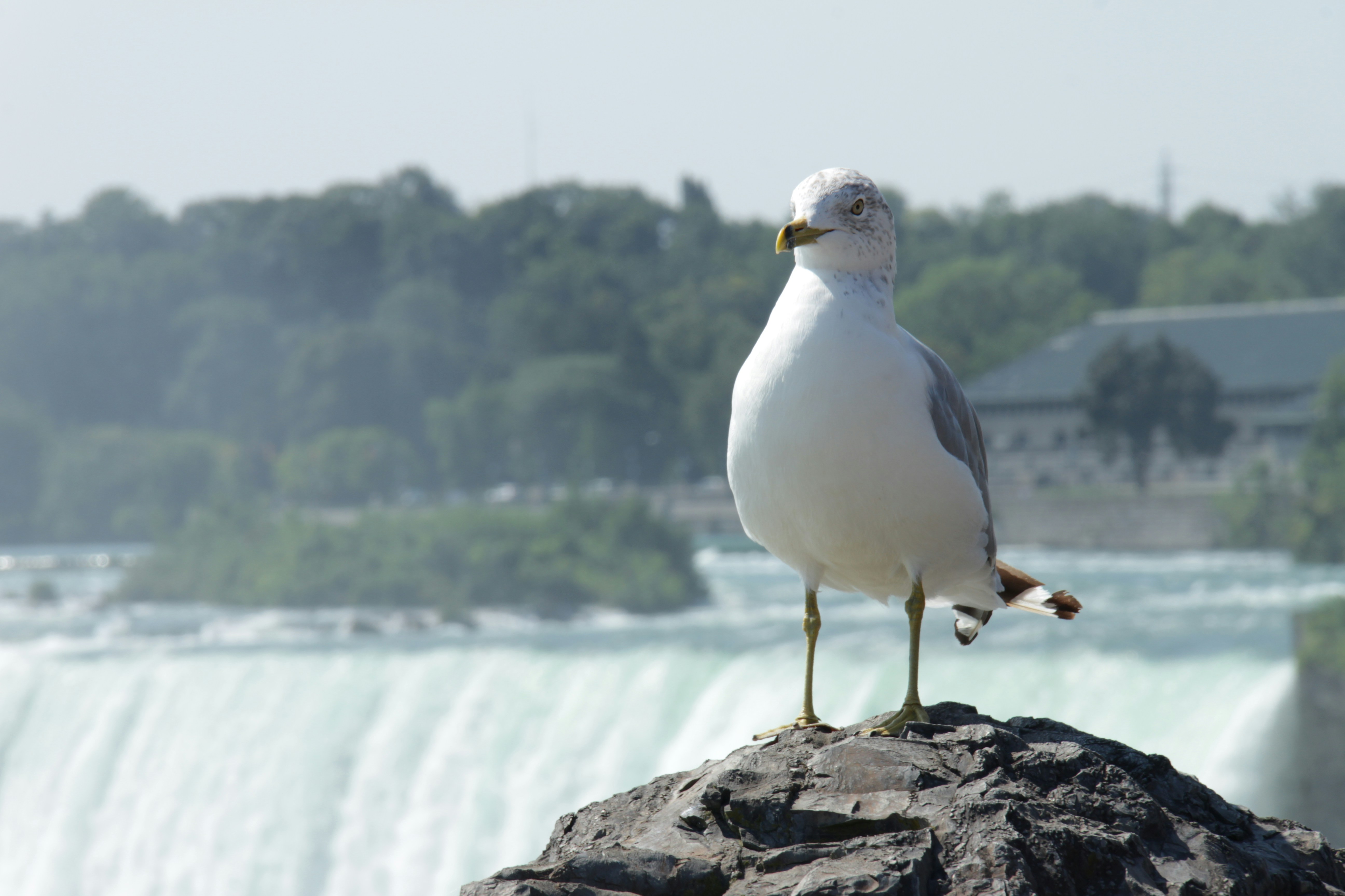 Seagull Sentinel: A Quiet Perch Above a Distant Waterfall