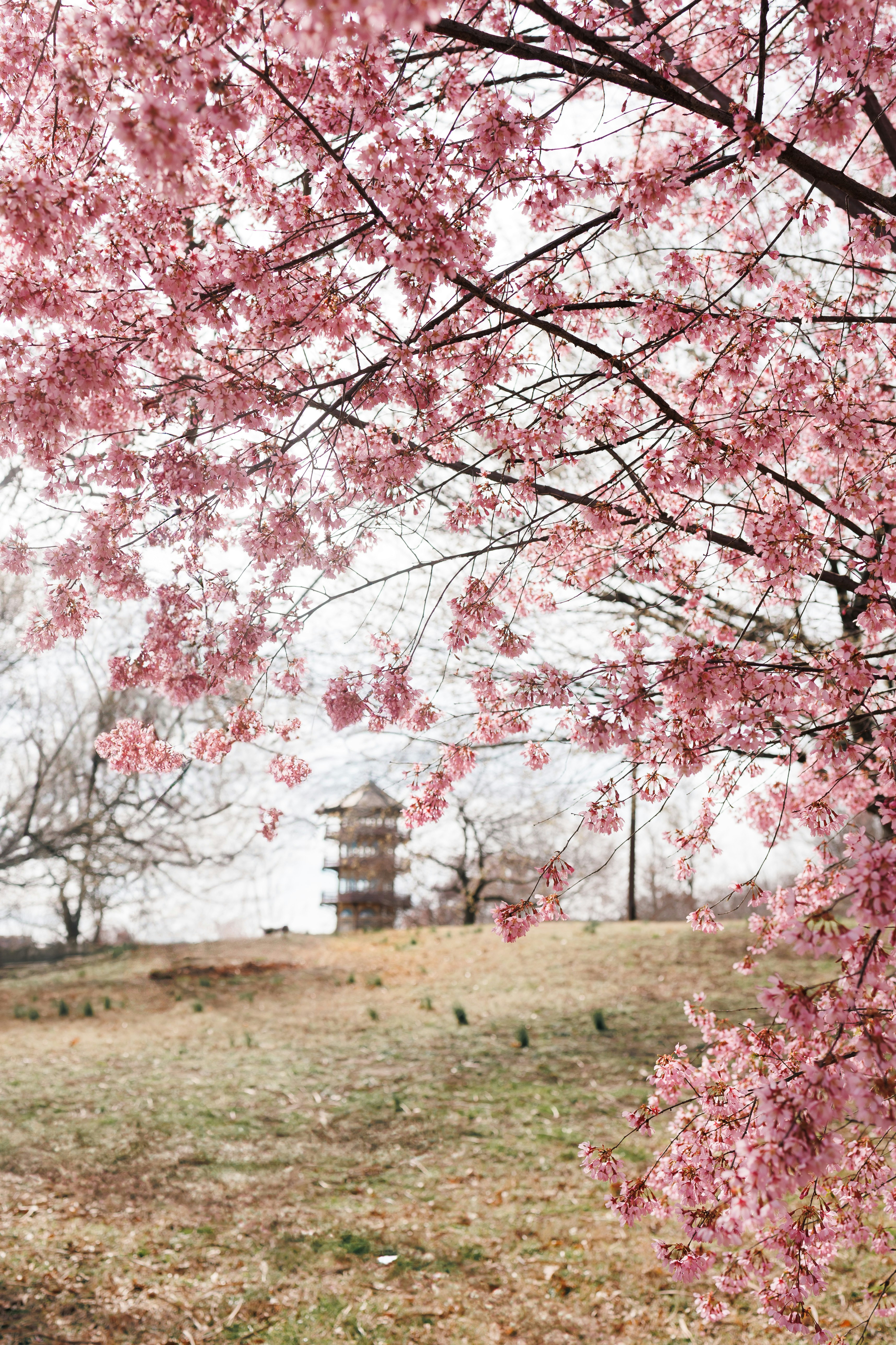 Springtime Reverie: Blossoms and Pagoda