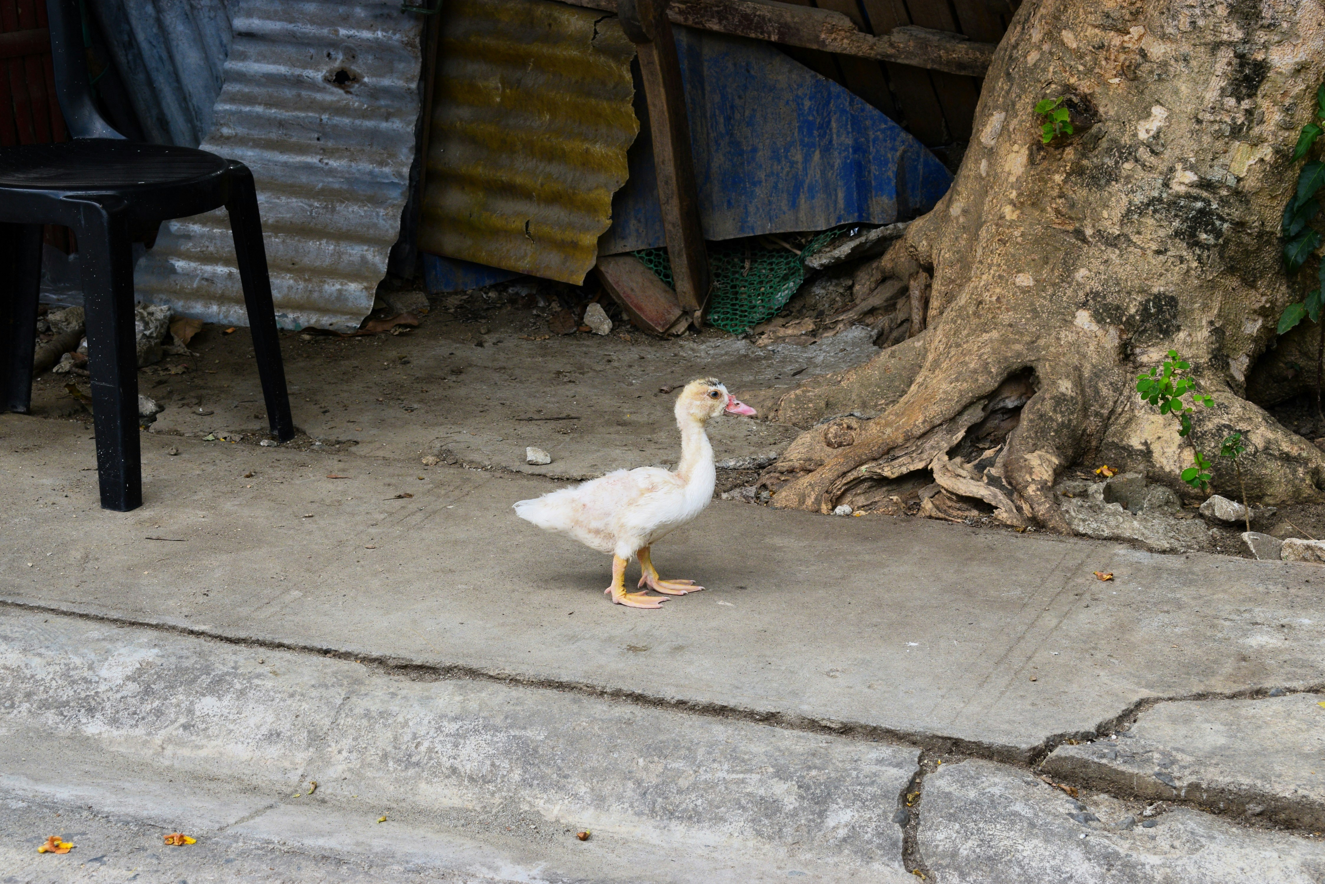 A duckling walks on pavement near a tree. photo – Free Animal Image on ...