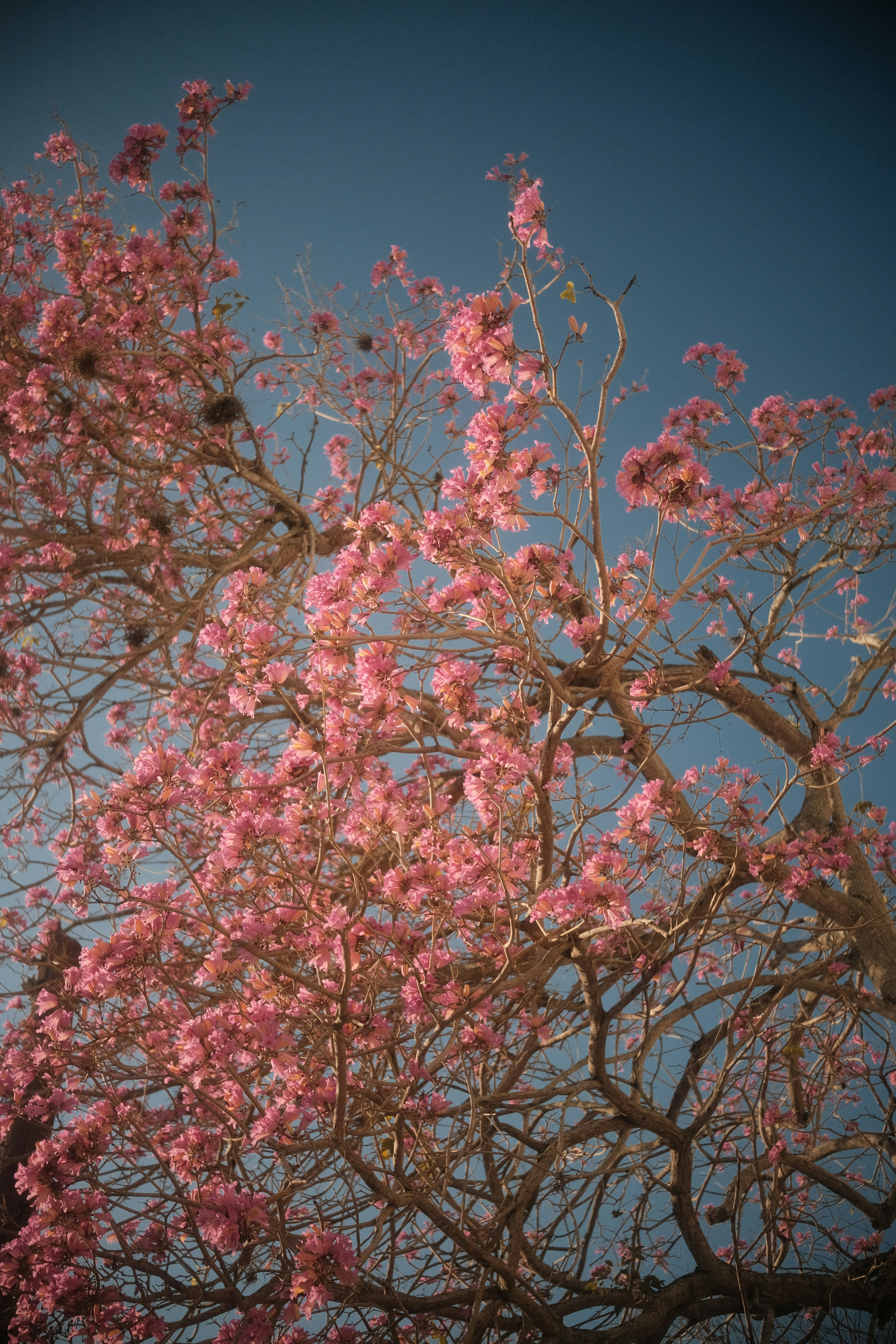 Azure Sky, Pink Confetti: A Tangle of Cherry Blossoms