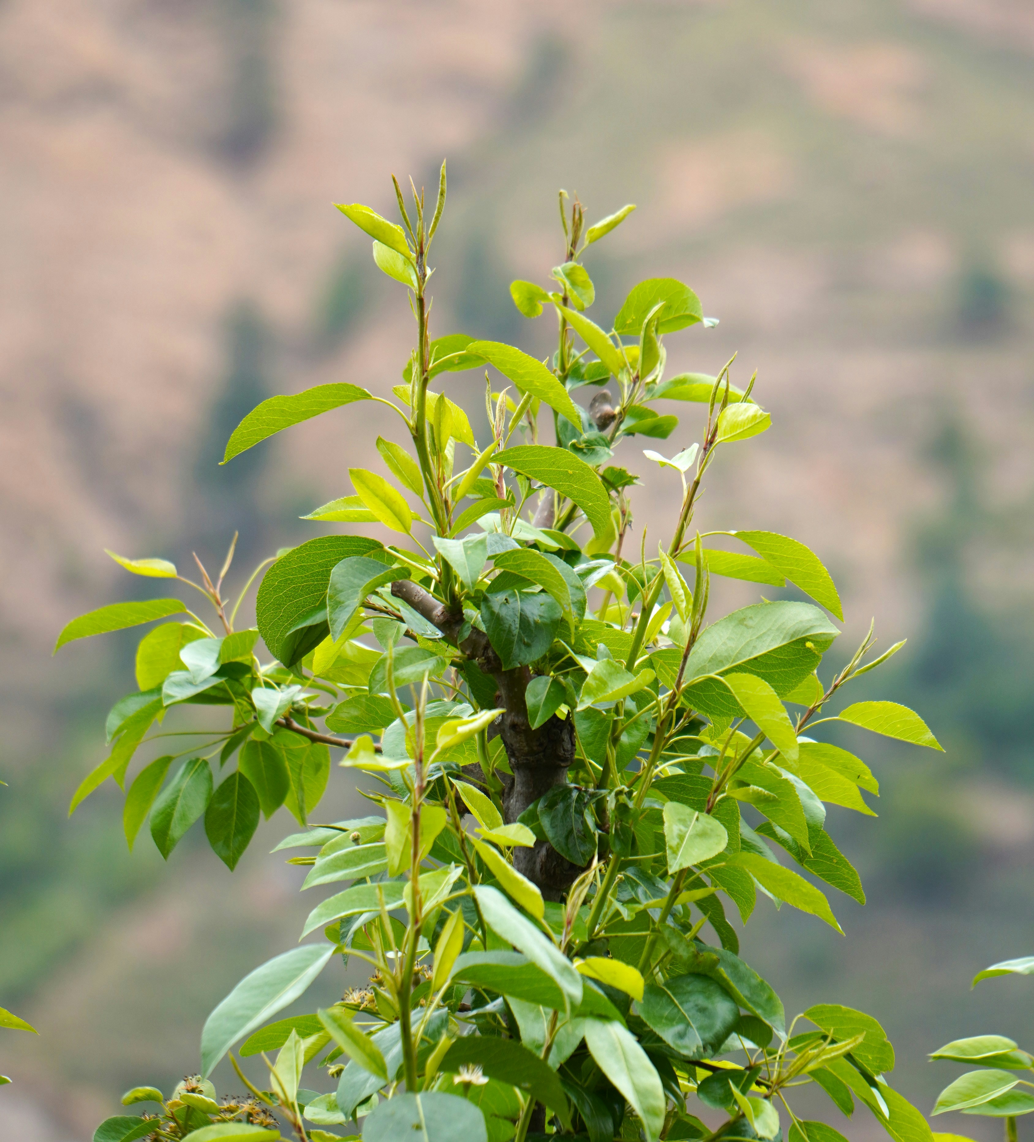 Emerging Green Choir: A Sunlit Foliage Portrait