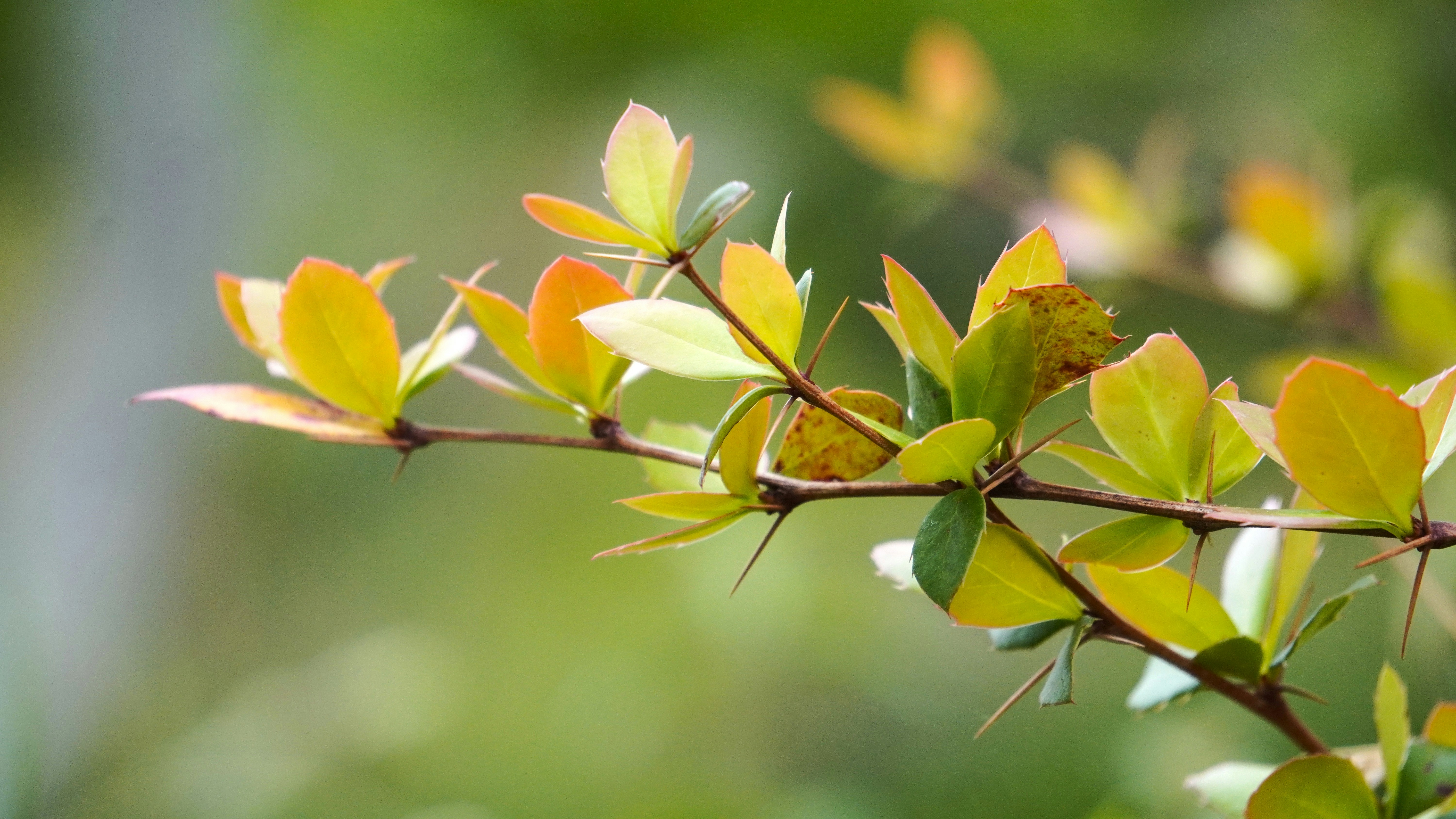 Photo by Aditi Panatu with Sony Alpha 6100