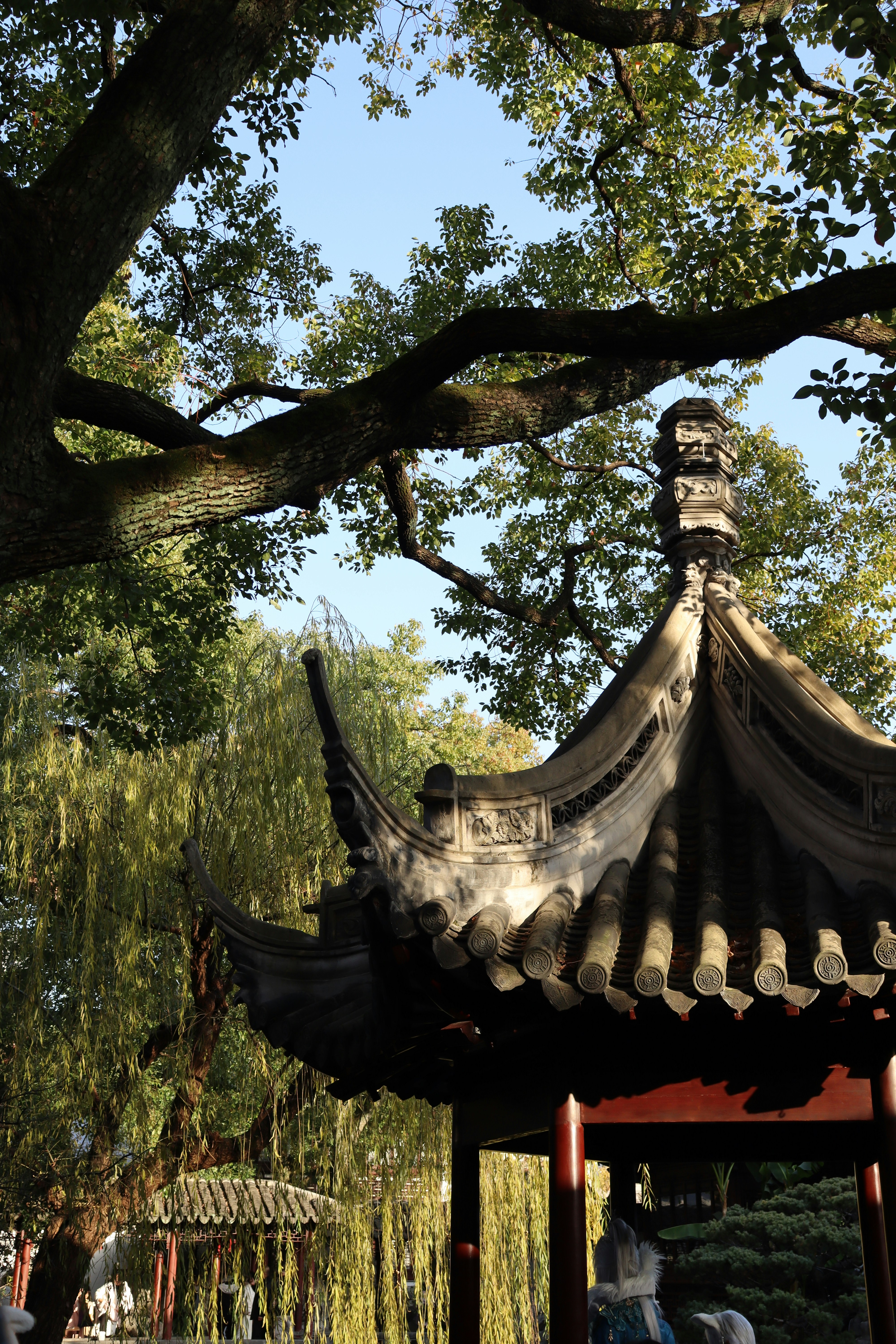 Curved Tile Majesty: A Chinese Pavilion Nestled Under a Canopy of Leaves