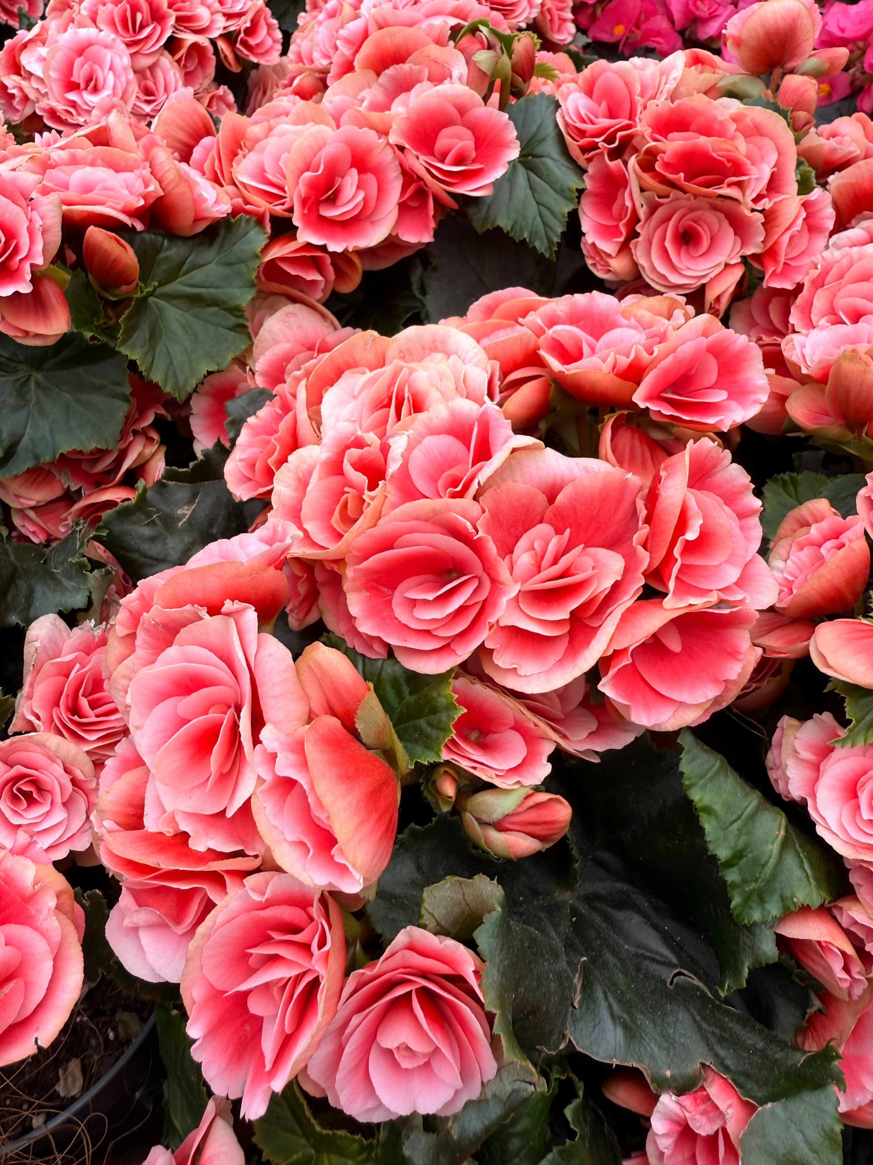 Petal Choir: A Dense Close-Up of Coral Pink Roses