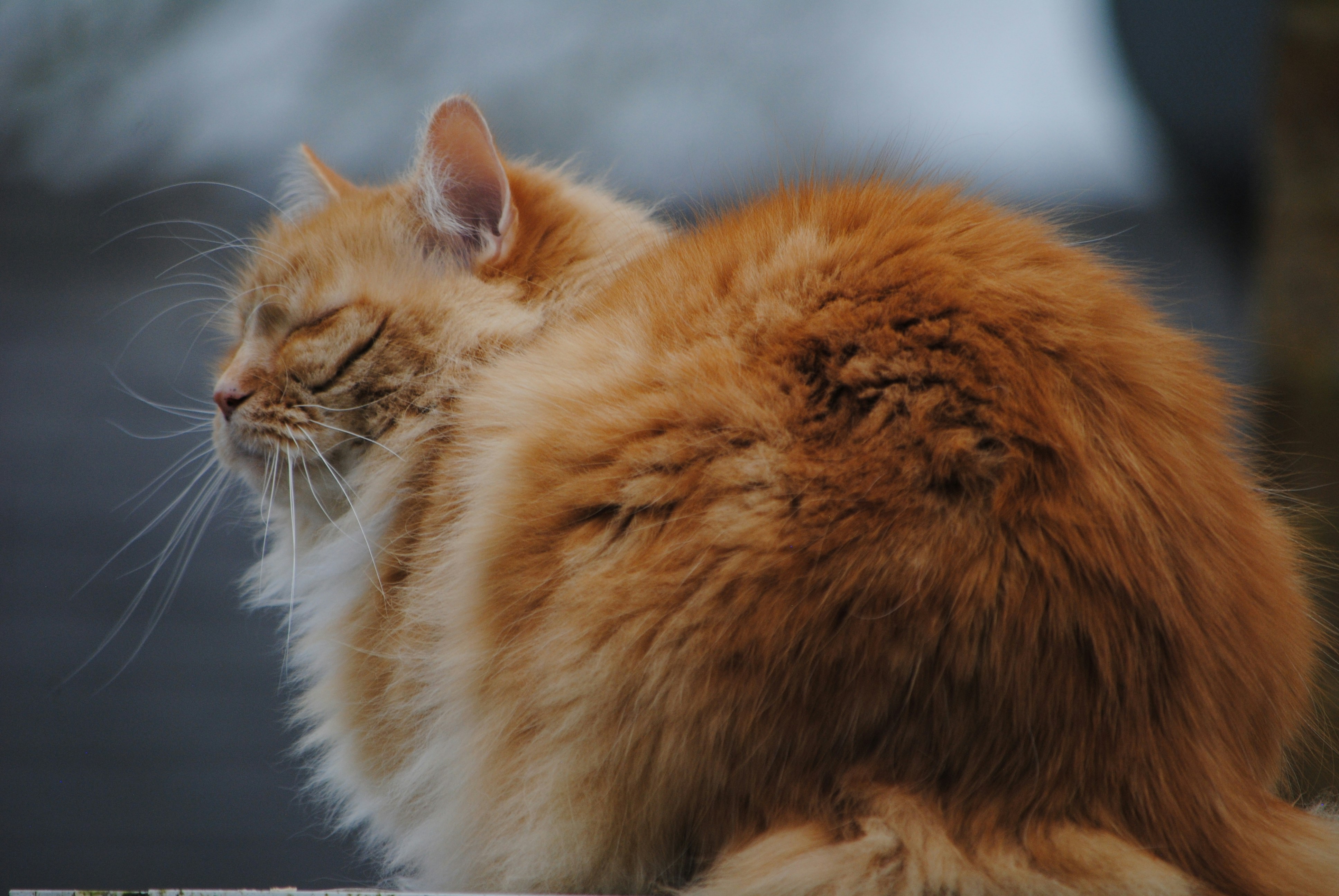 Amber Lullaby: A Fluffy Cat Resting in Gentle Evening Light