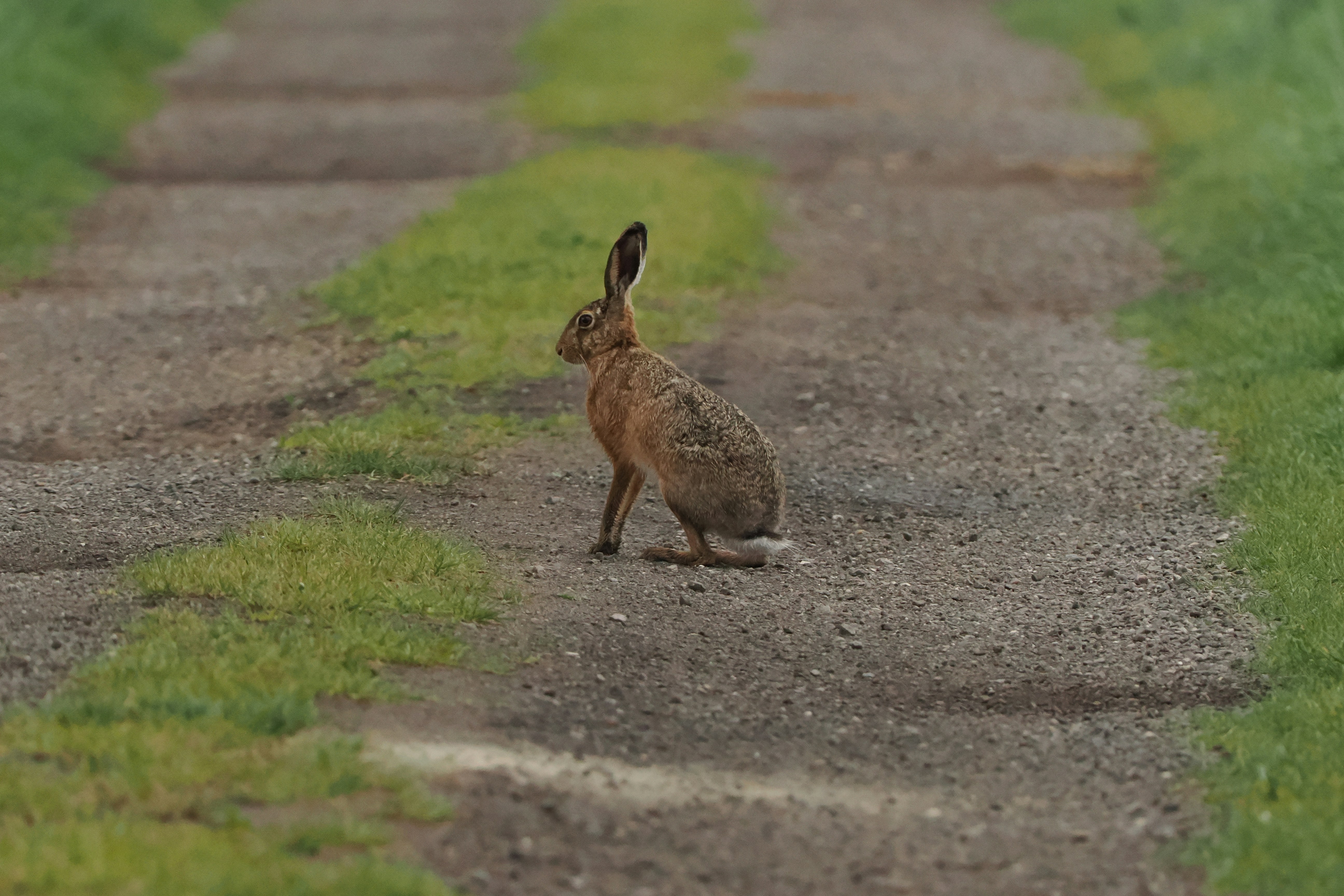 Una liebre se para en medio de un camino de grava. foto – Imagen de ...