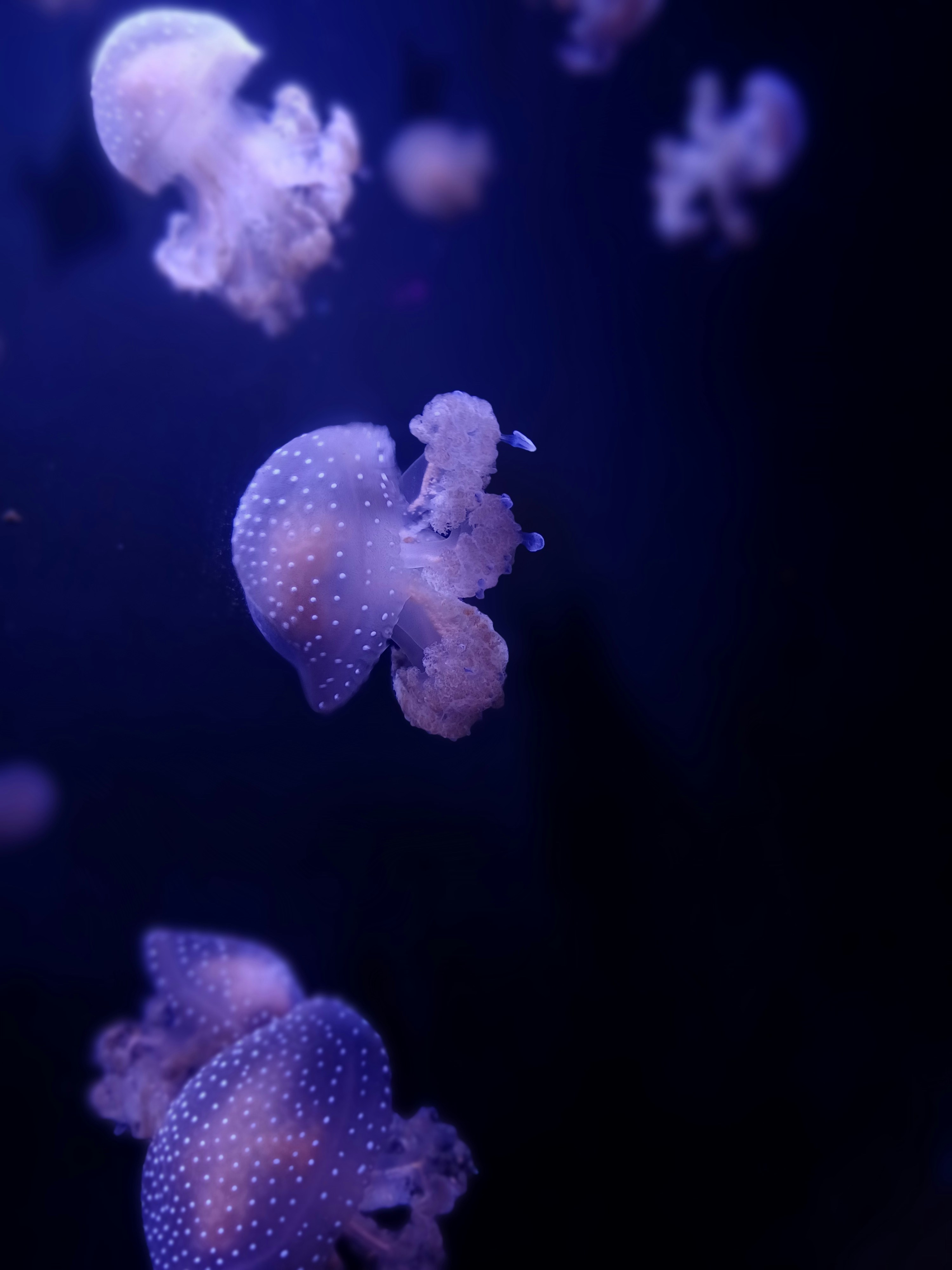 Translucent jellyfish gracefully float in a deep blue underwater realm, showcasing their delicate forms and bioluminescent patterns.