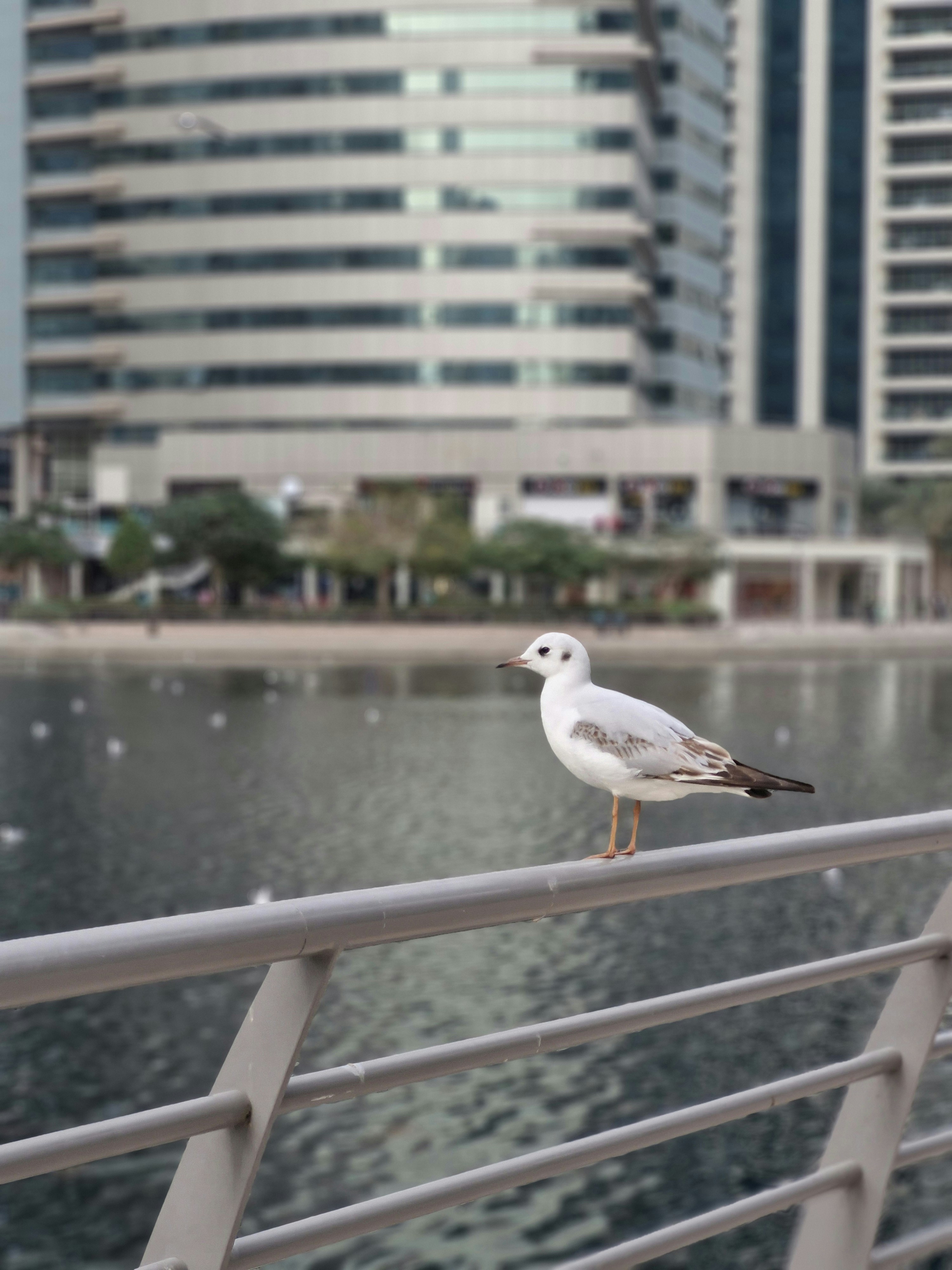 A seagull is standing on a railing, looking out over the lake. The bird is white and gray, and standing on the railing with its feet. The scene is set in a city, with a building in the background.