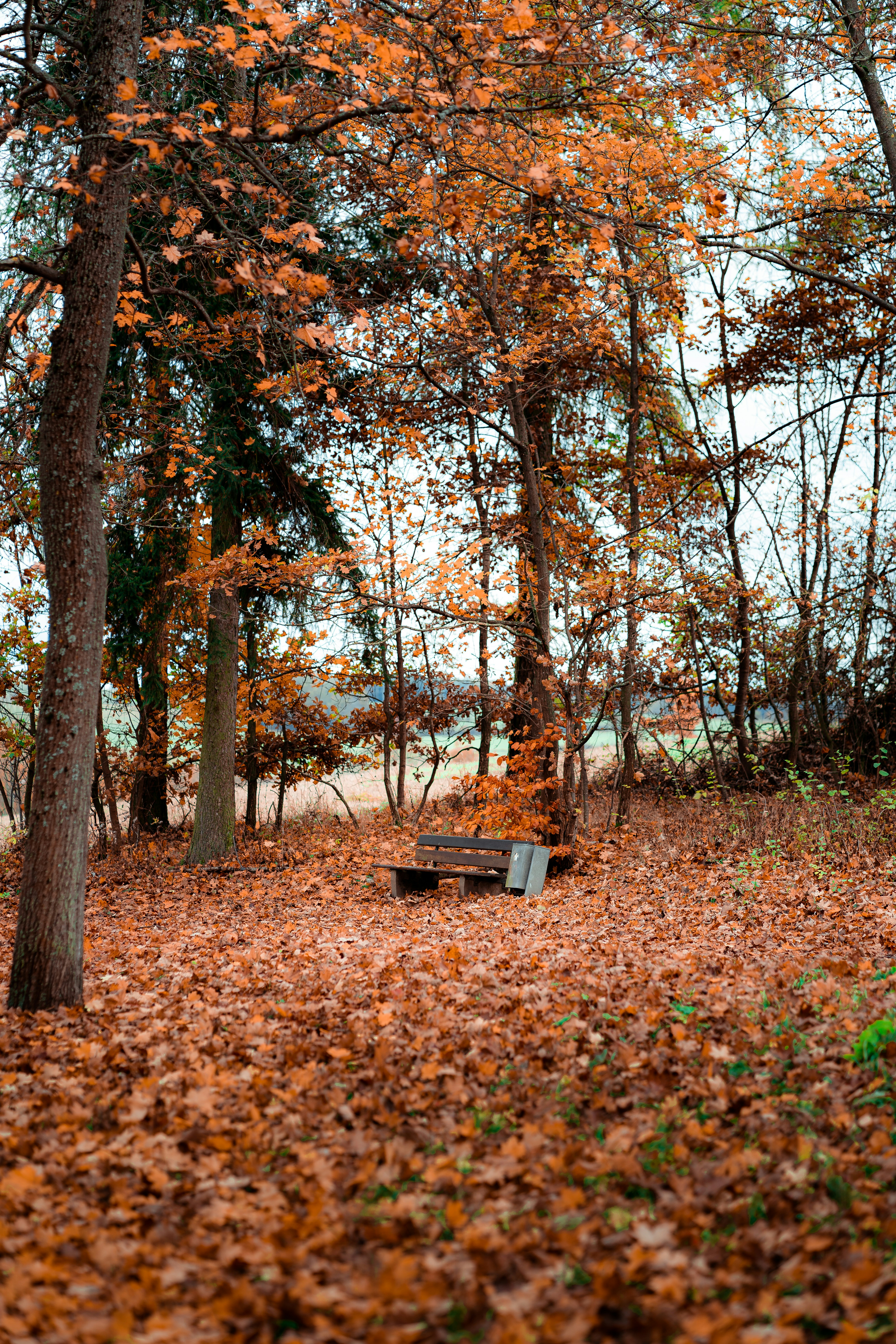 Rust-Red Canopy and a Quiet Bench in an October Forest