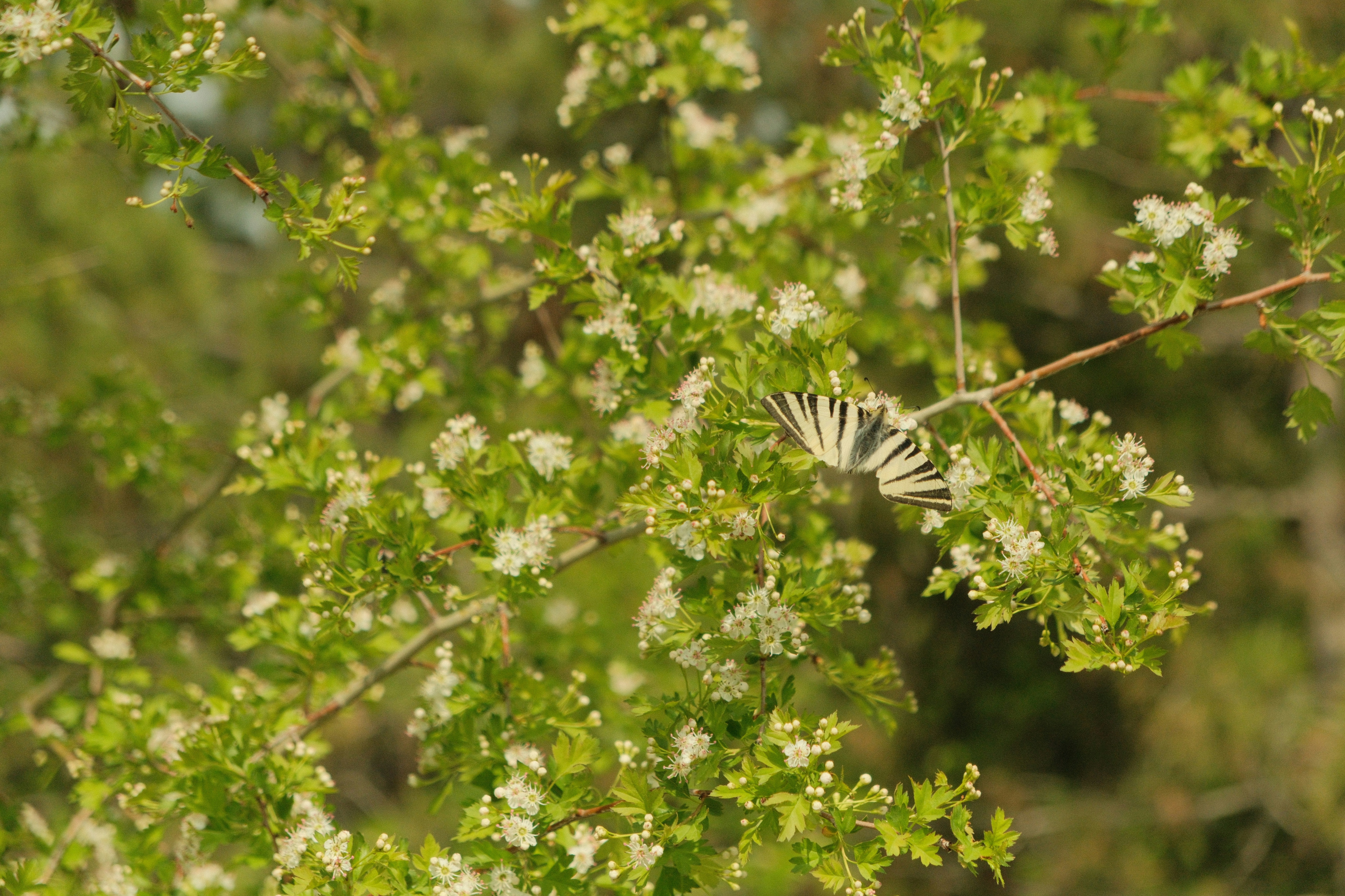Striped butterfly amid lace-like spring blossoms