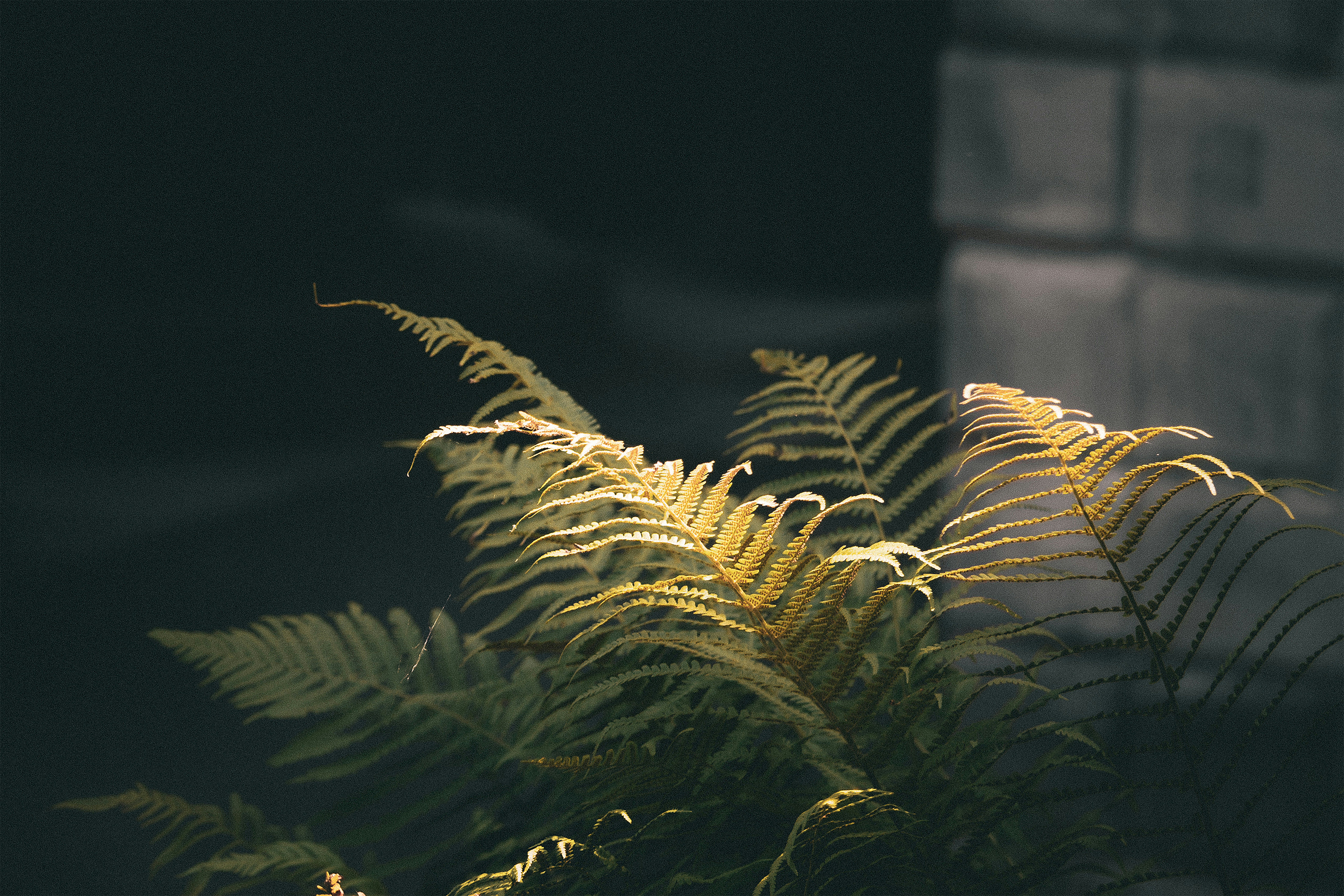 Fern fronds bask in soft sunlight. photo – Free Summer Image on Unsplash