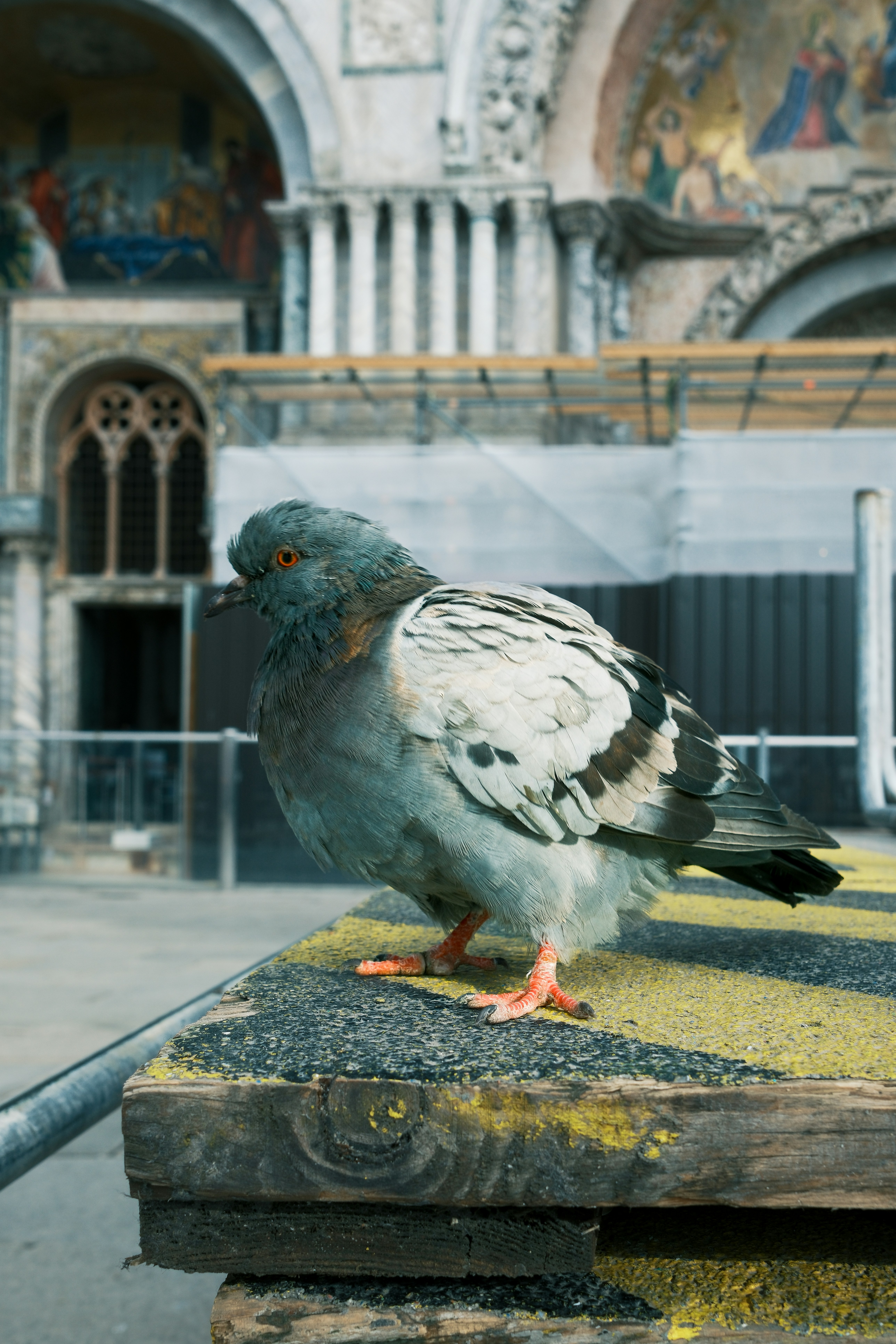 Perch at the Threshold: A City Pigeon Before a Historic Facade