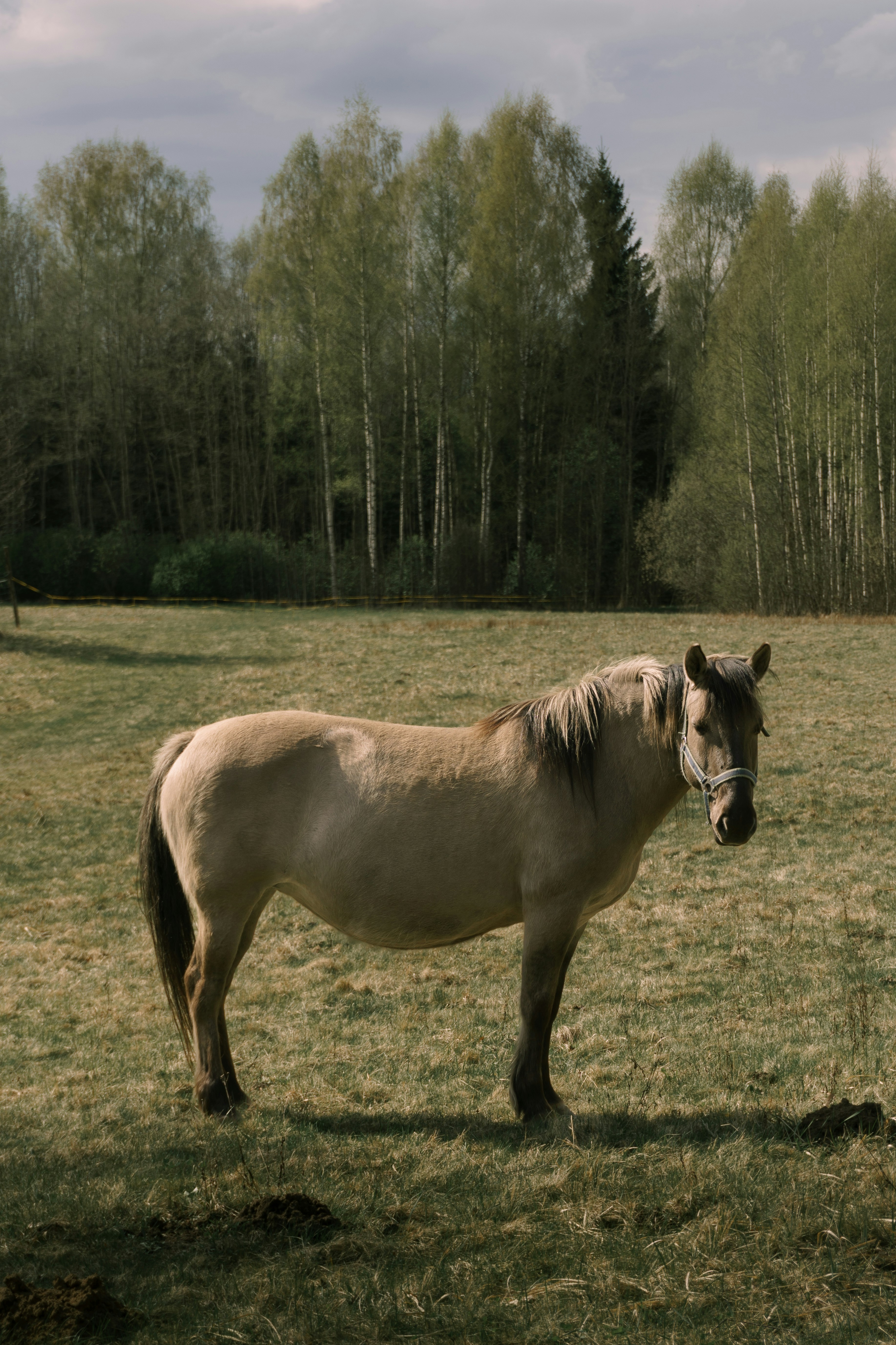 Birchwood Meadow Portrait: A Pale Palomino in Quiet Evening Light