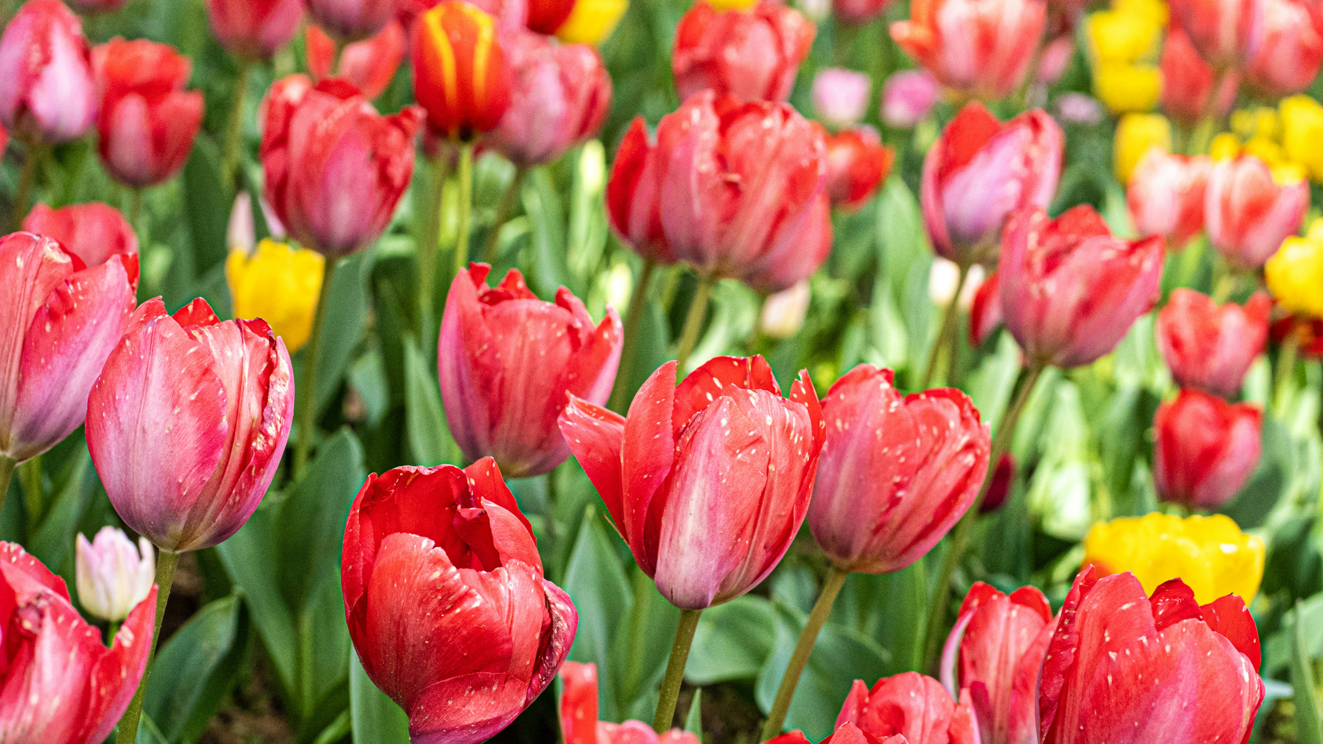 Les tulipes rouges et jaunes fleurissent au printemps. photo – Image ...