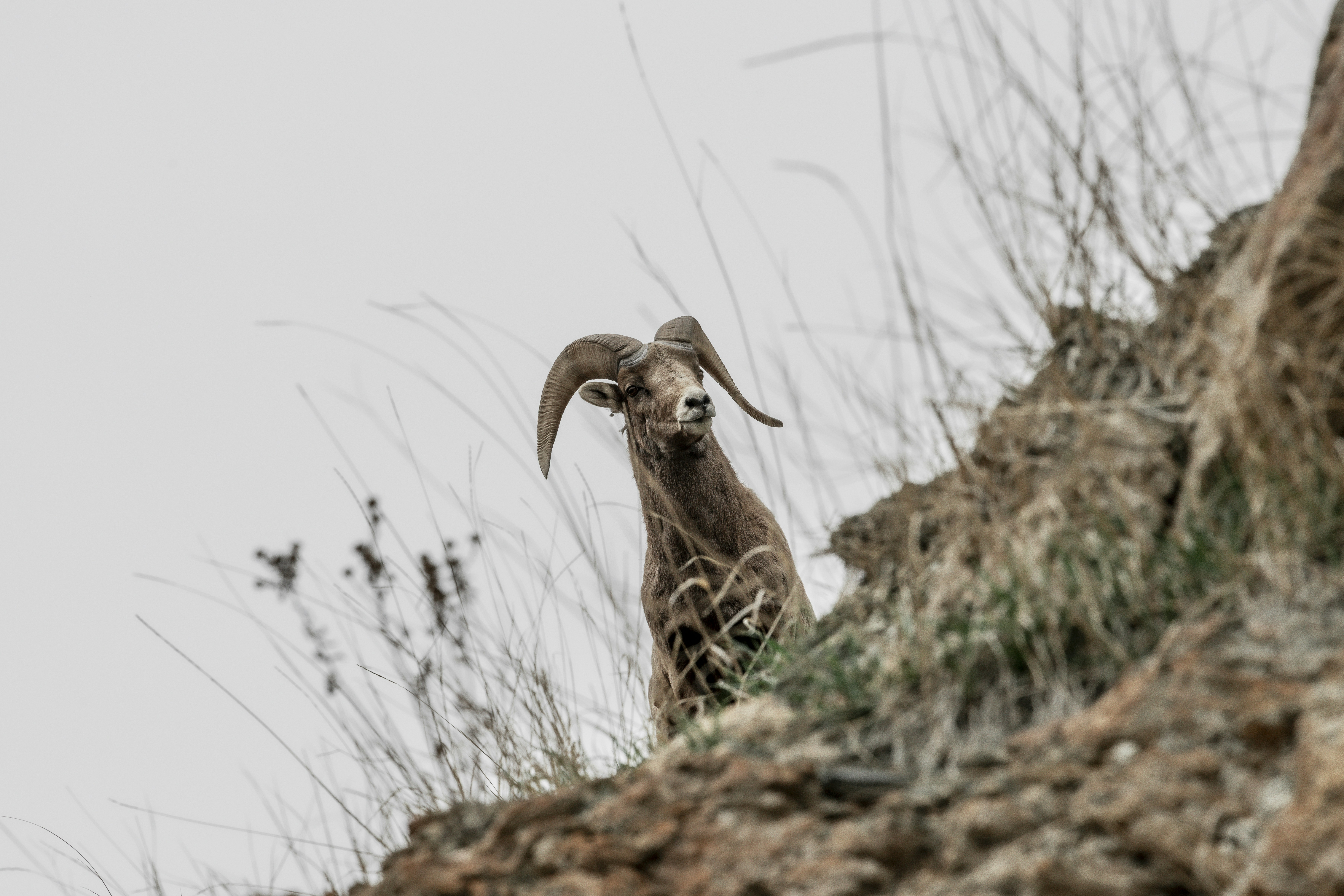 A ram stands on a cliff, looking forward. photo – Free South dakota ...