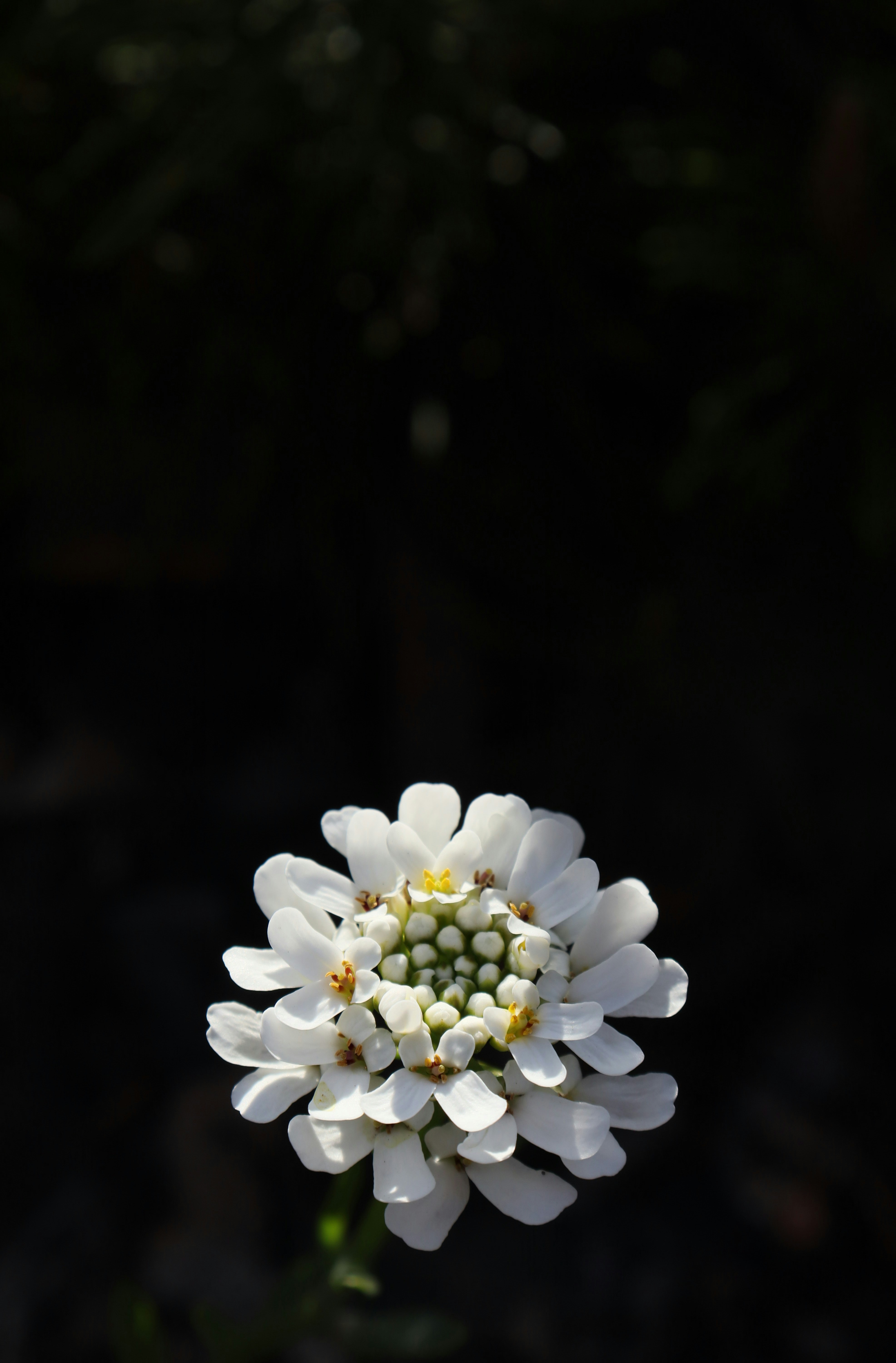 Photo by R. G with Canon EOS 250D