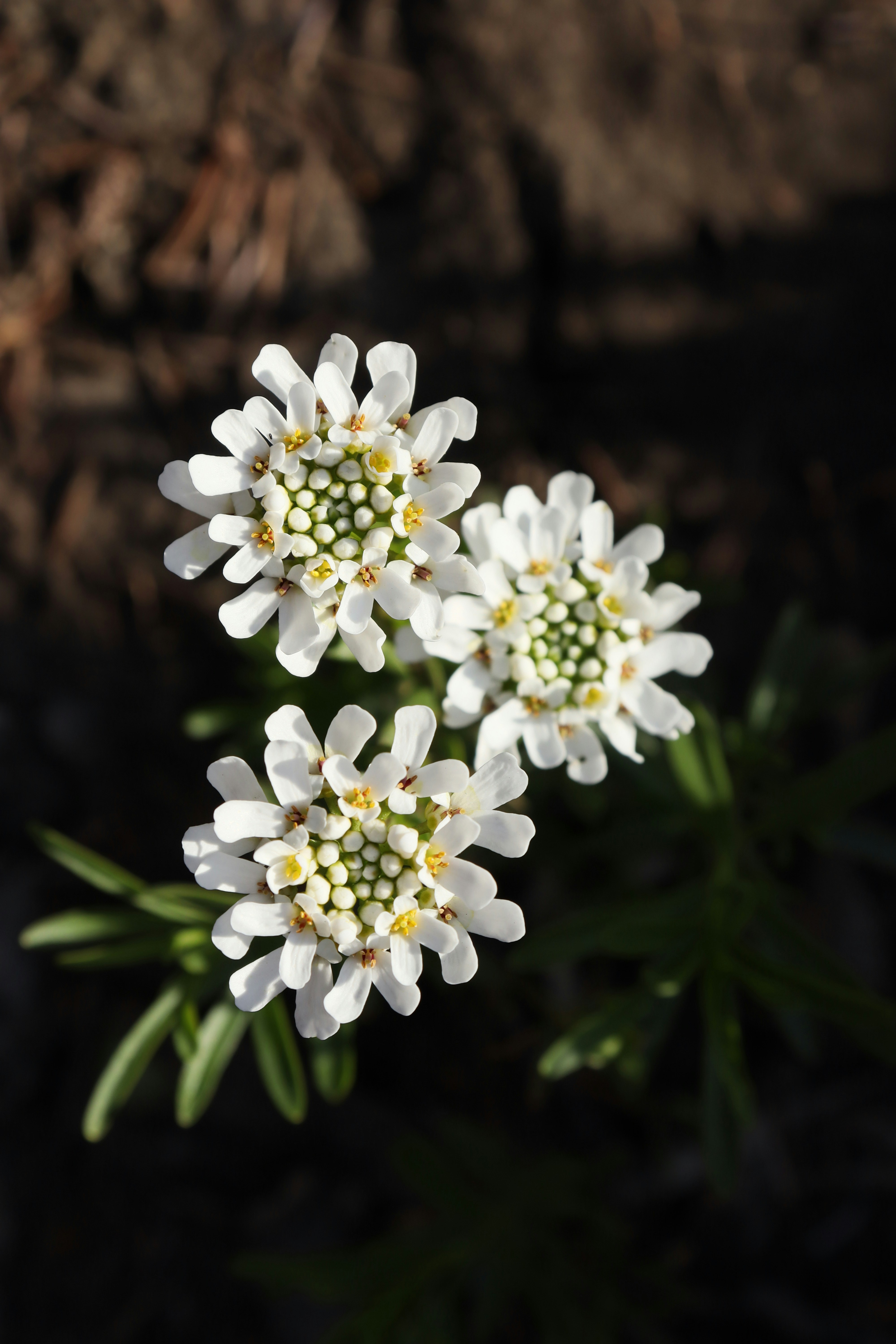 Three white flowers bloom beautifully in the sun. photo – Free Flower ...