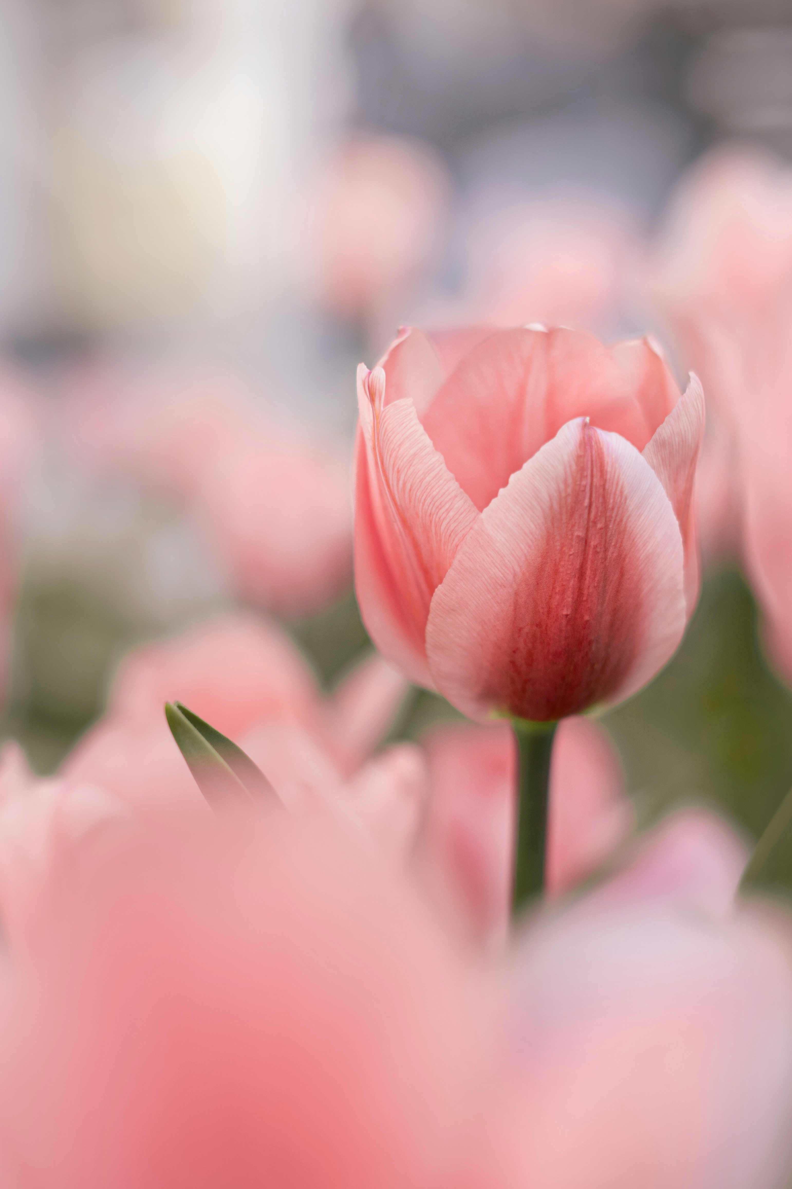 A tulipa rosa se destaca orgulhosamente entre outras. foto – Imagem ...