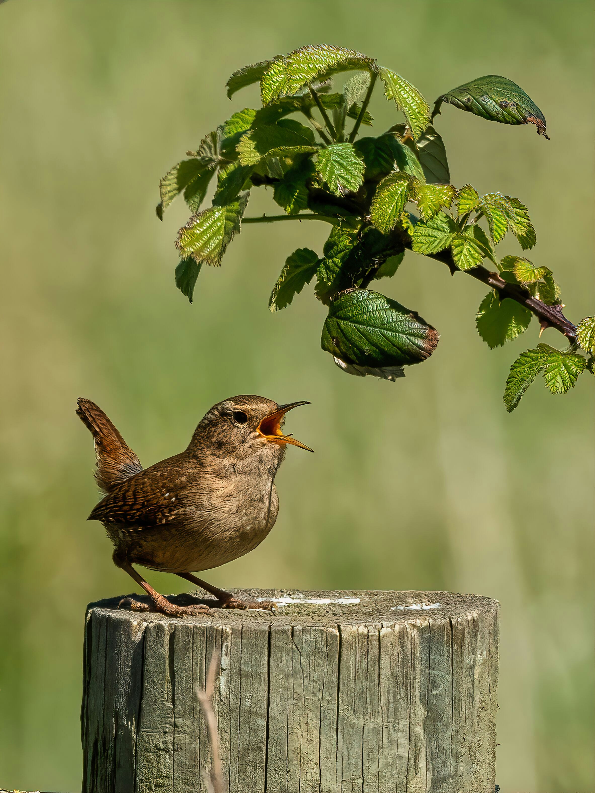 A small bird perched on a post singing.