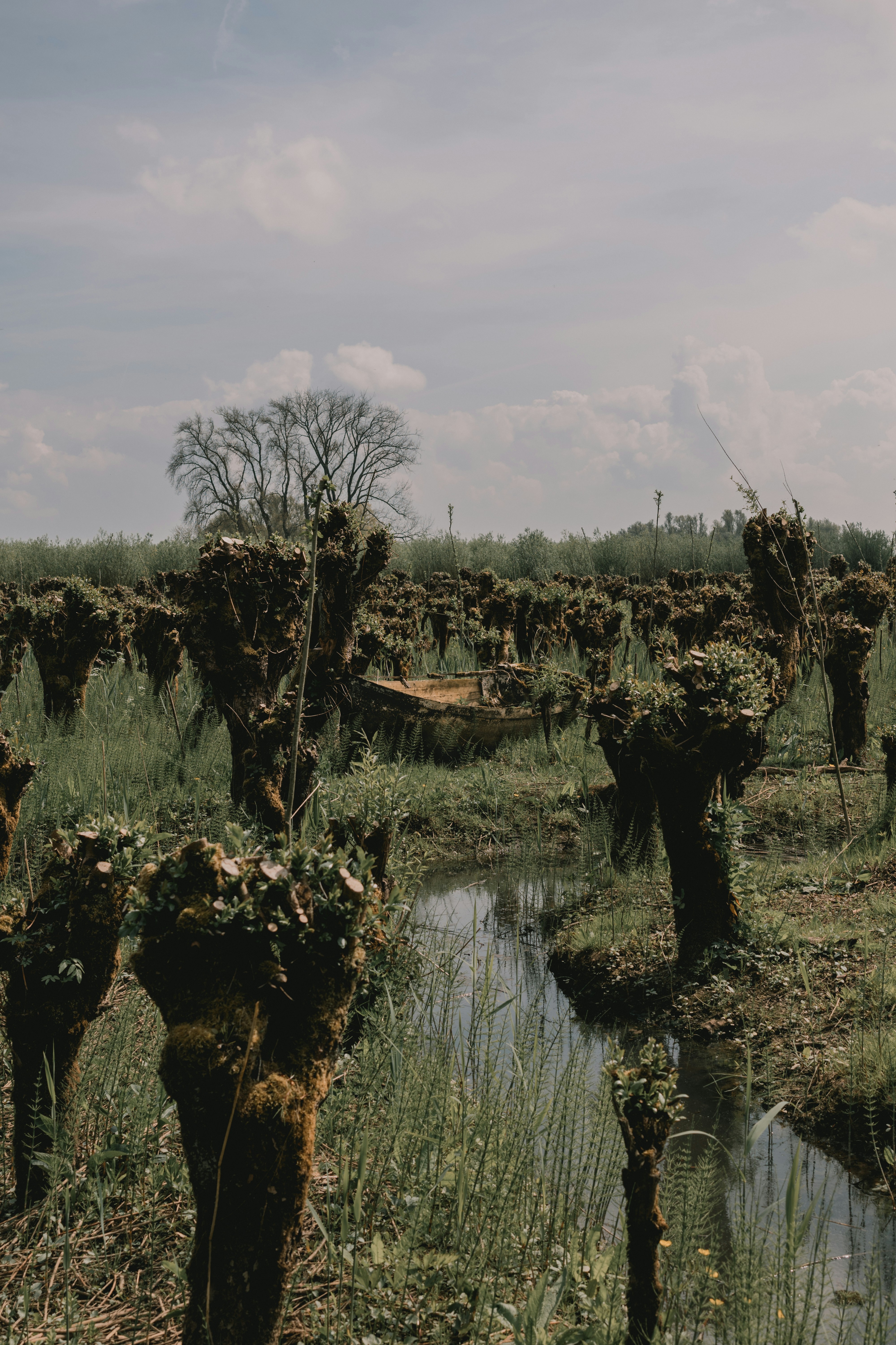 Quiet Canal Wends Between Pruned Vineyard Columns