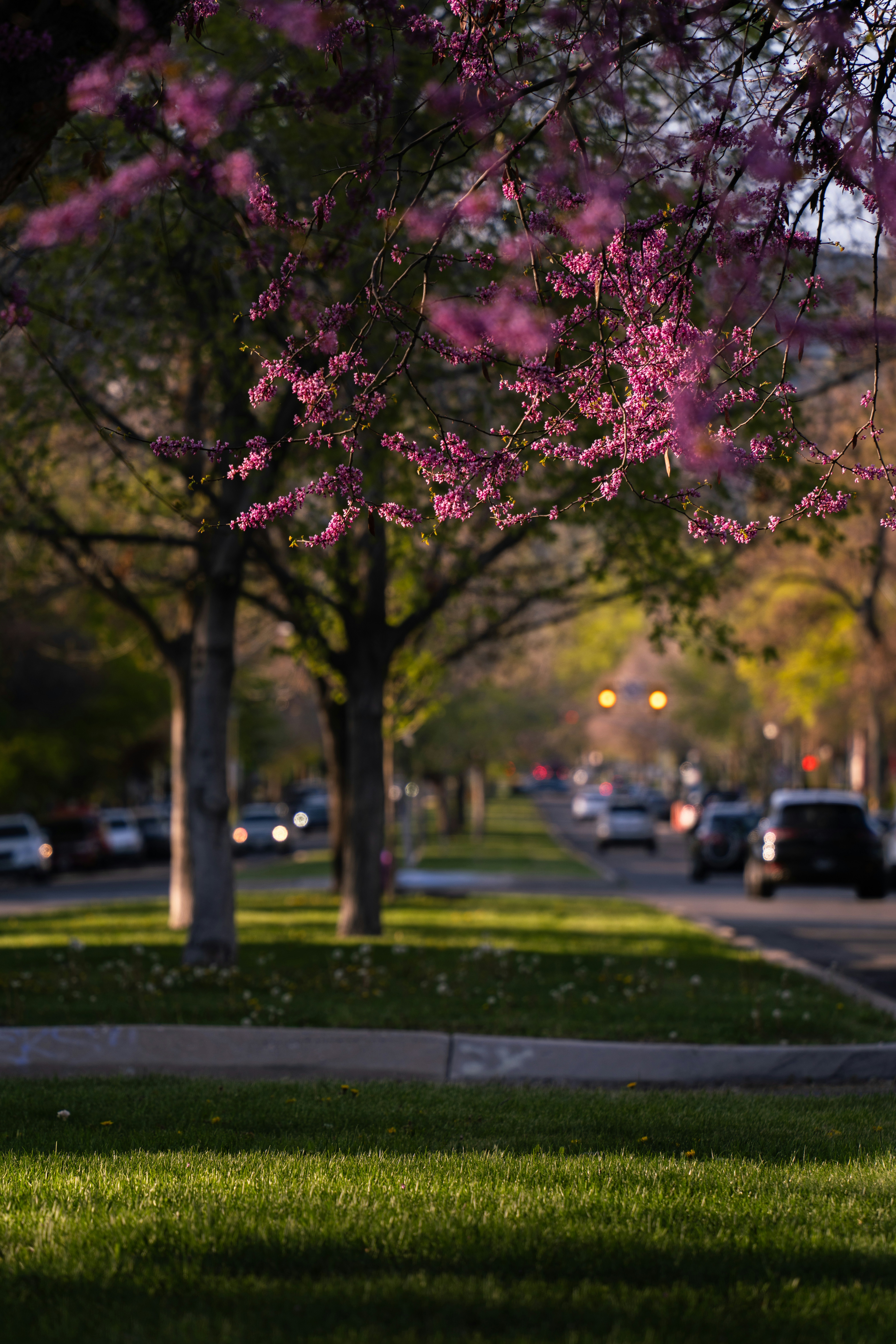 Cherry Bloom Framing a Quiet Street at Golden Hour