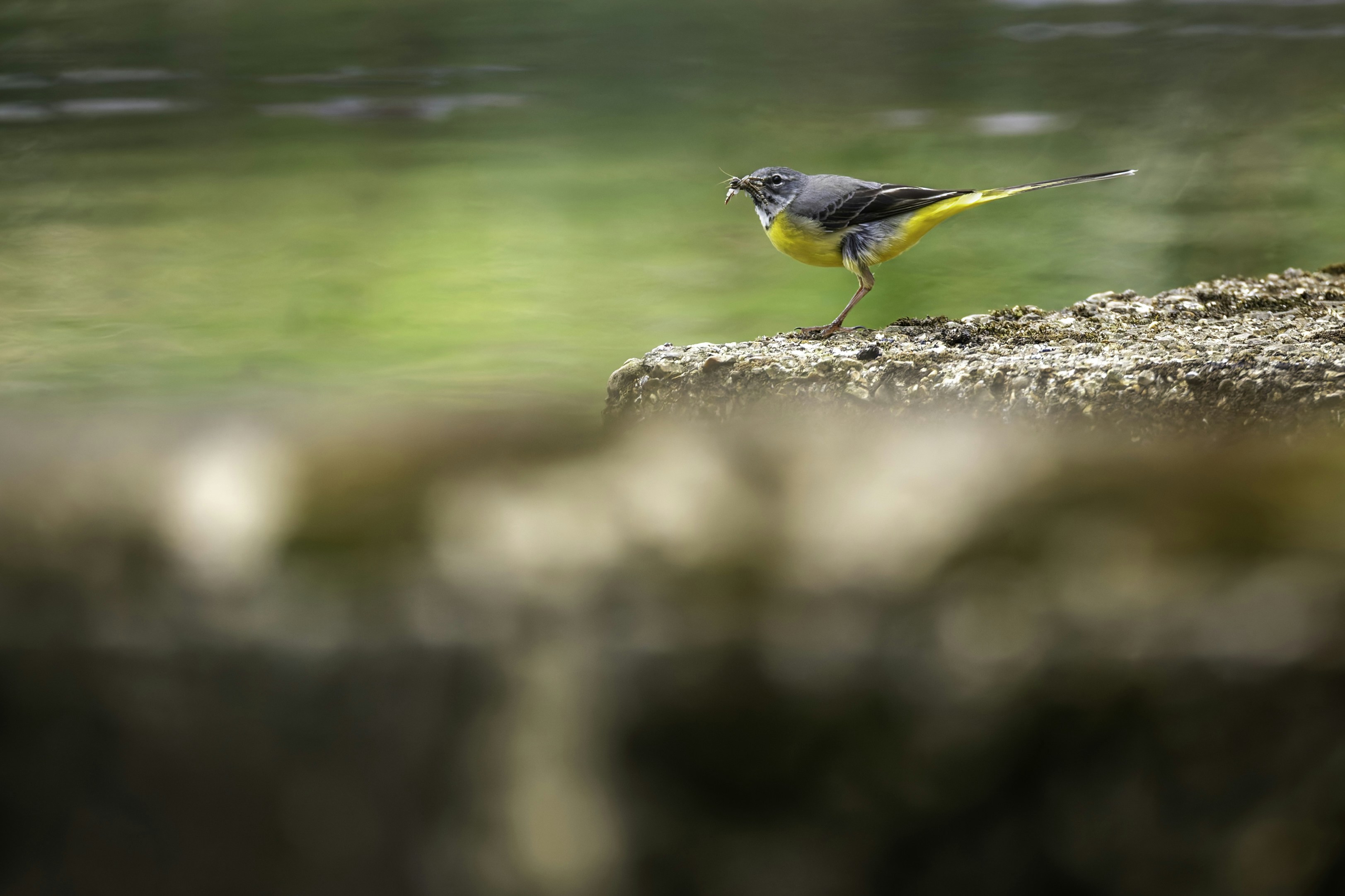 Yellow-bellied Songbird on a Sunlit Riverbank Ledge