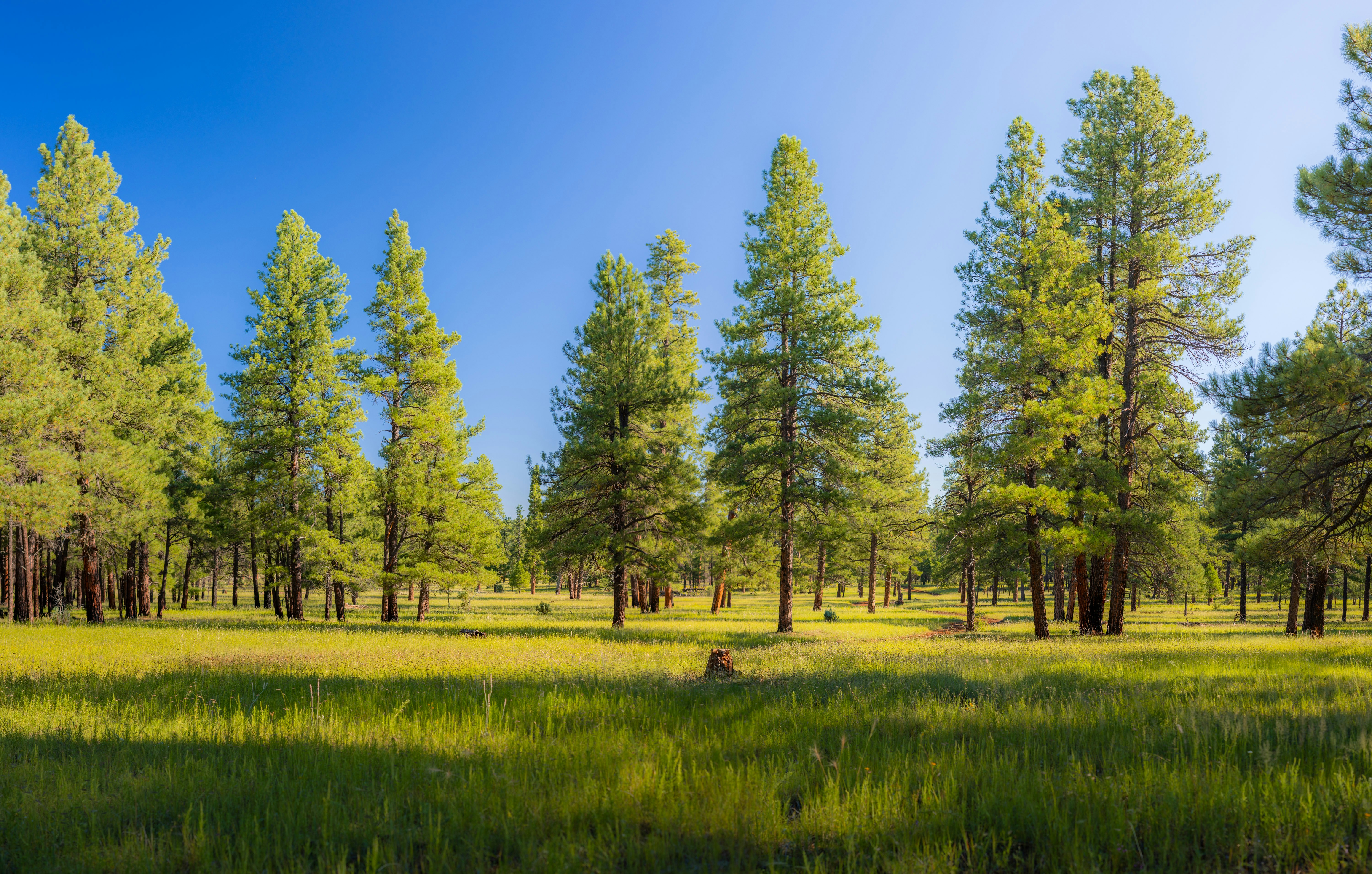 Trees and grass in a sunny, open forest. photo – Free Forest Image on ...