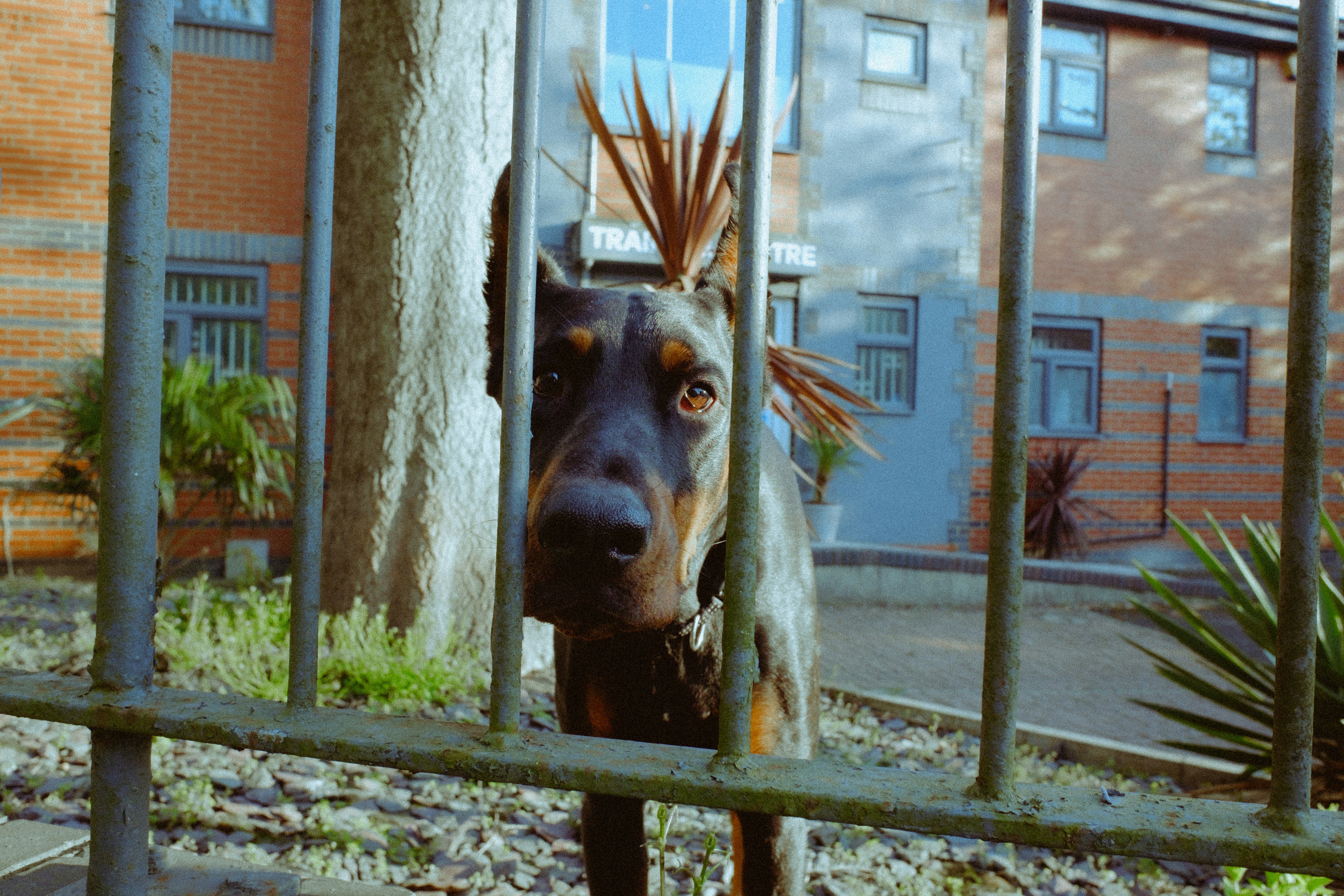 Gaze Between Rails: A Dog's Quiet Watch in the Courtyard