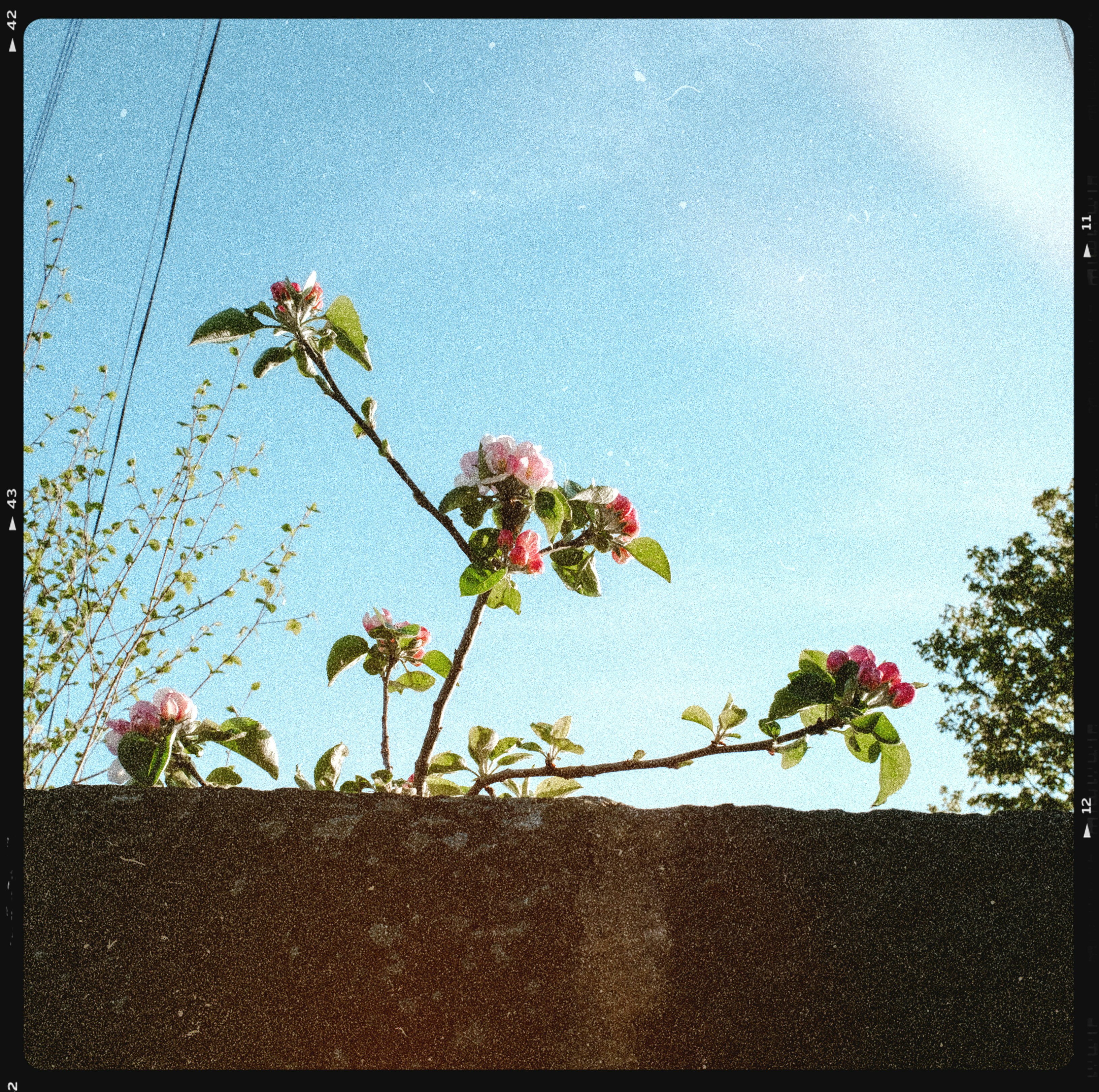 Blossom at the Boundary: A Sky-Blue Moment Above a Weathered Wall
