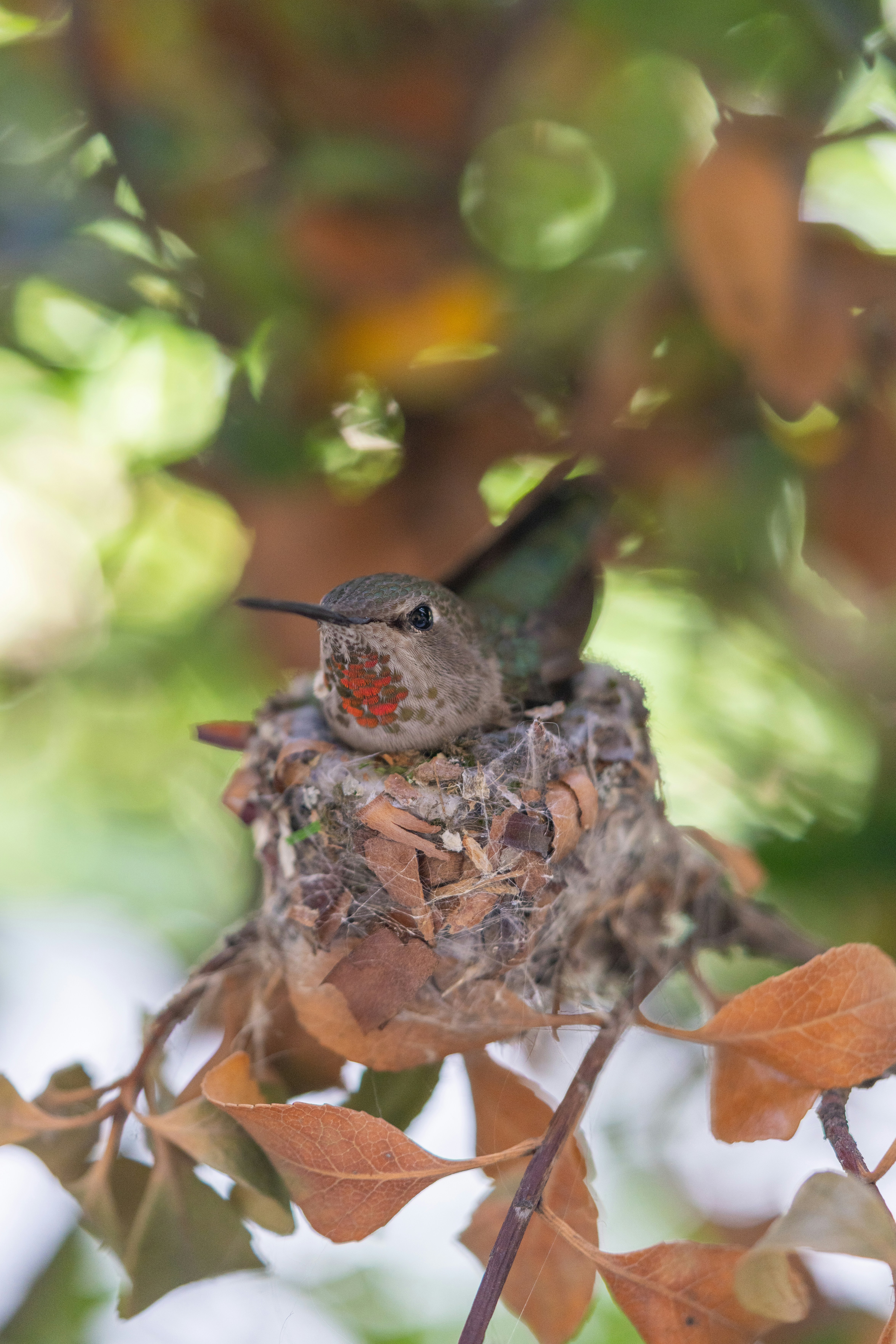 A hummingbird sits in its nest, looking attentive. photo – Free ...