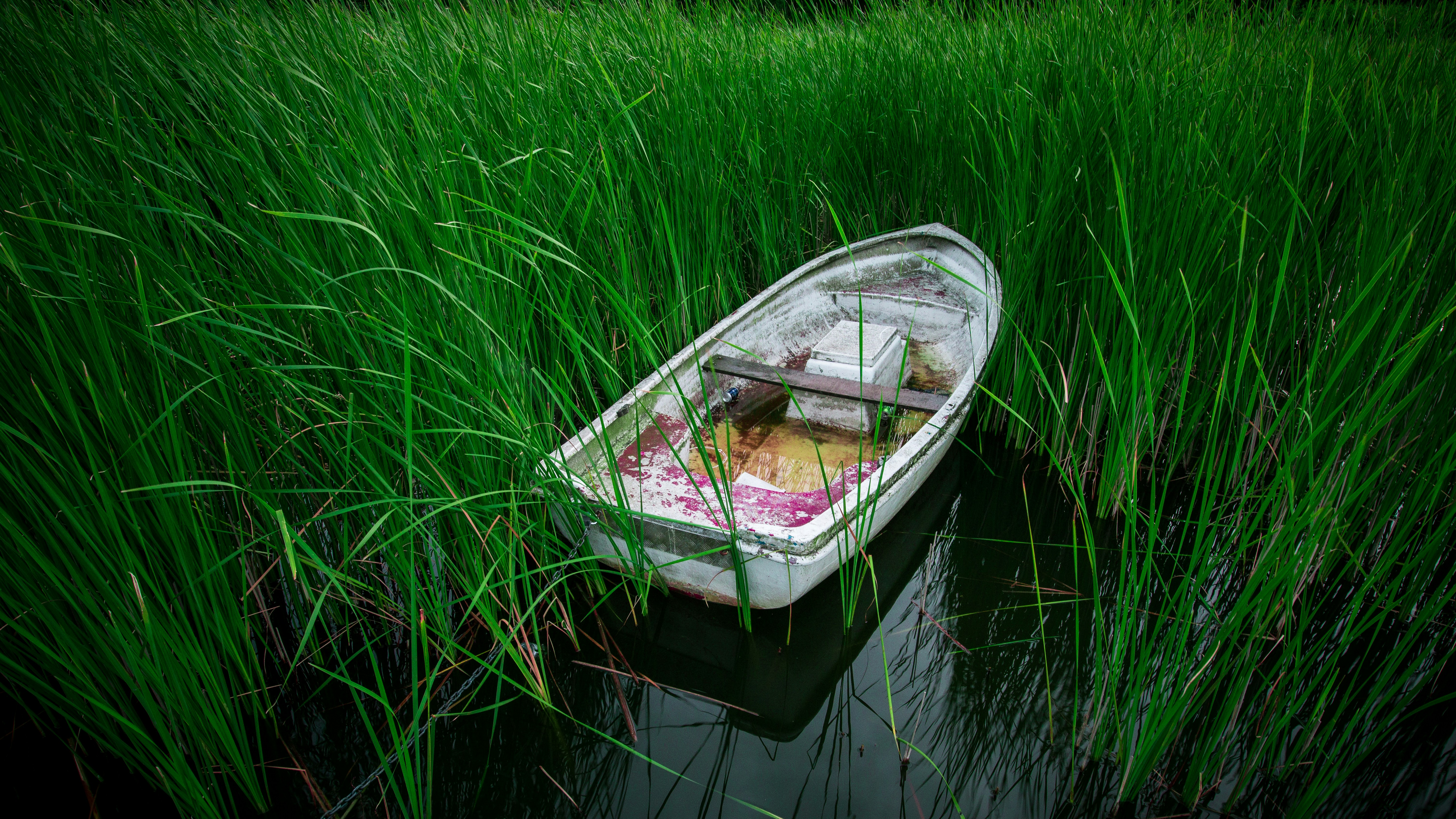 Emerald Veil: A Lone Rowboat Quietly Anchored in a Marsh