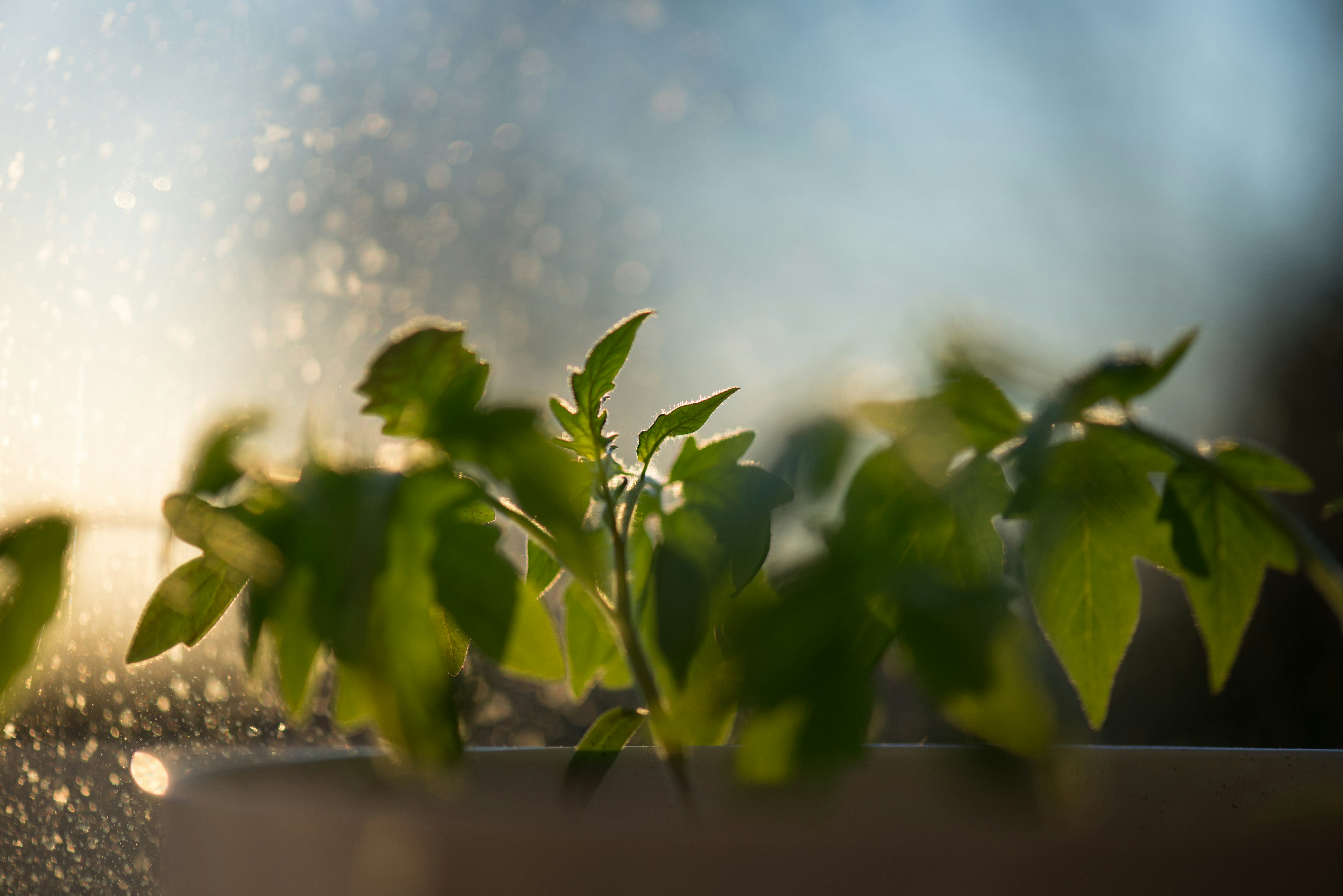 Tiny plants get watered in a soft glow. photo – Free Green Image on ...