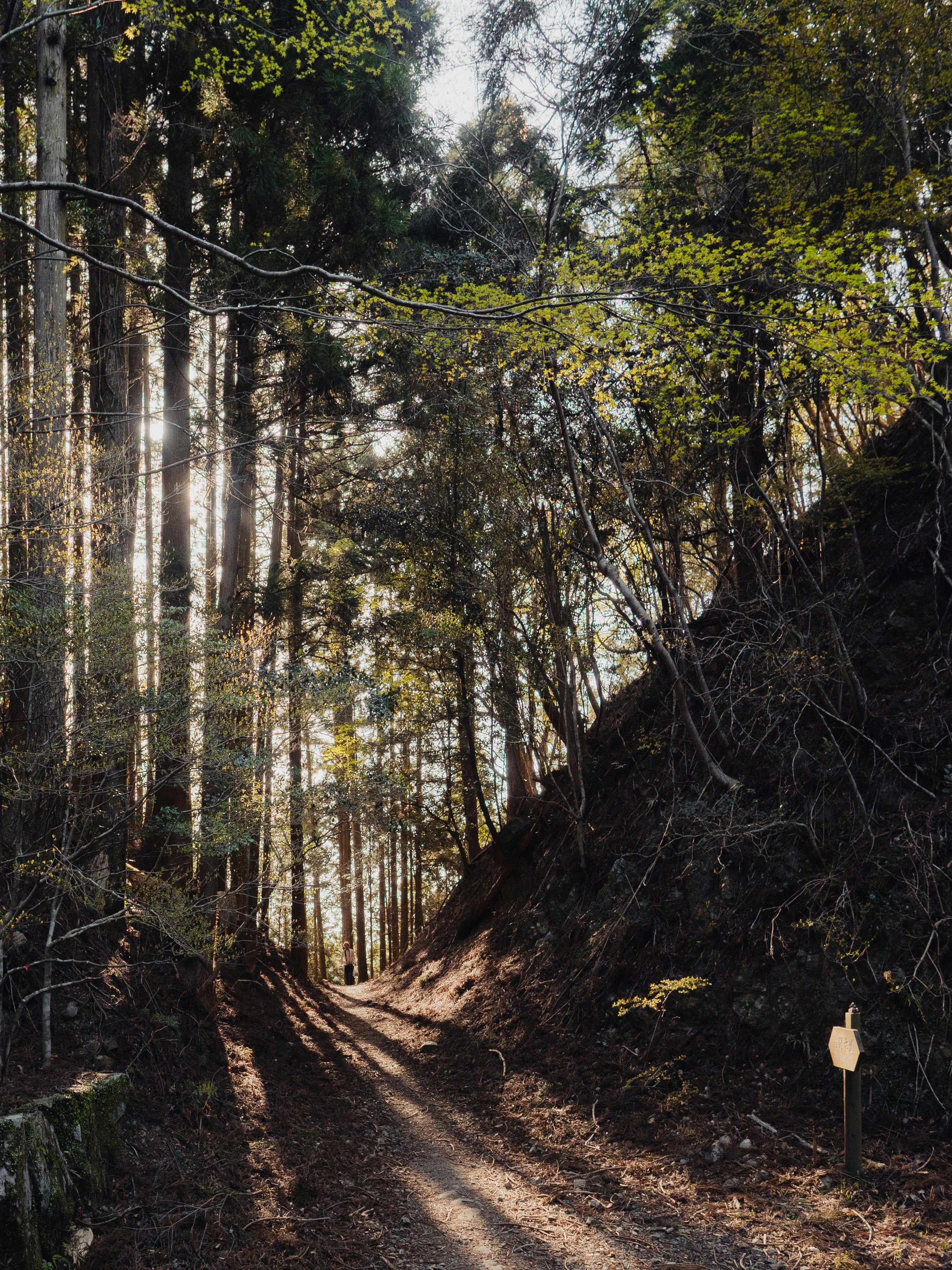 Sunlight streams through a forest path. photo – Free Forest Image on ...