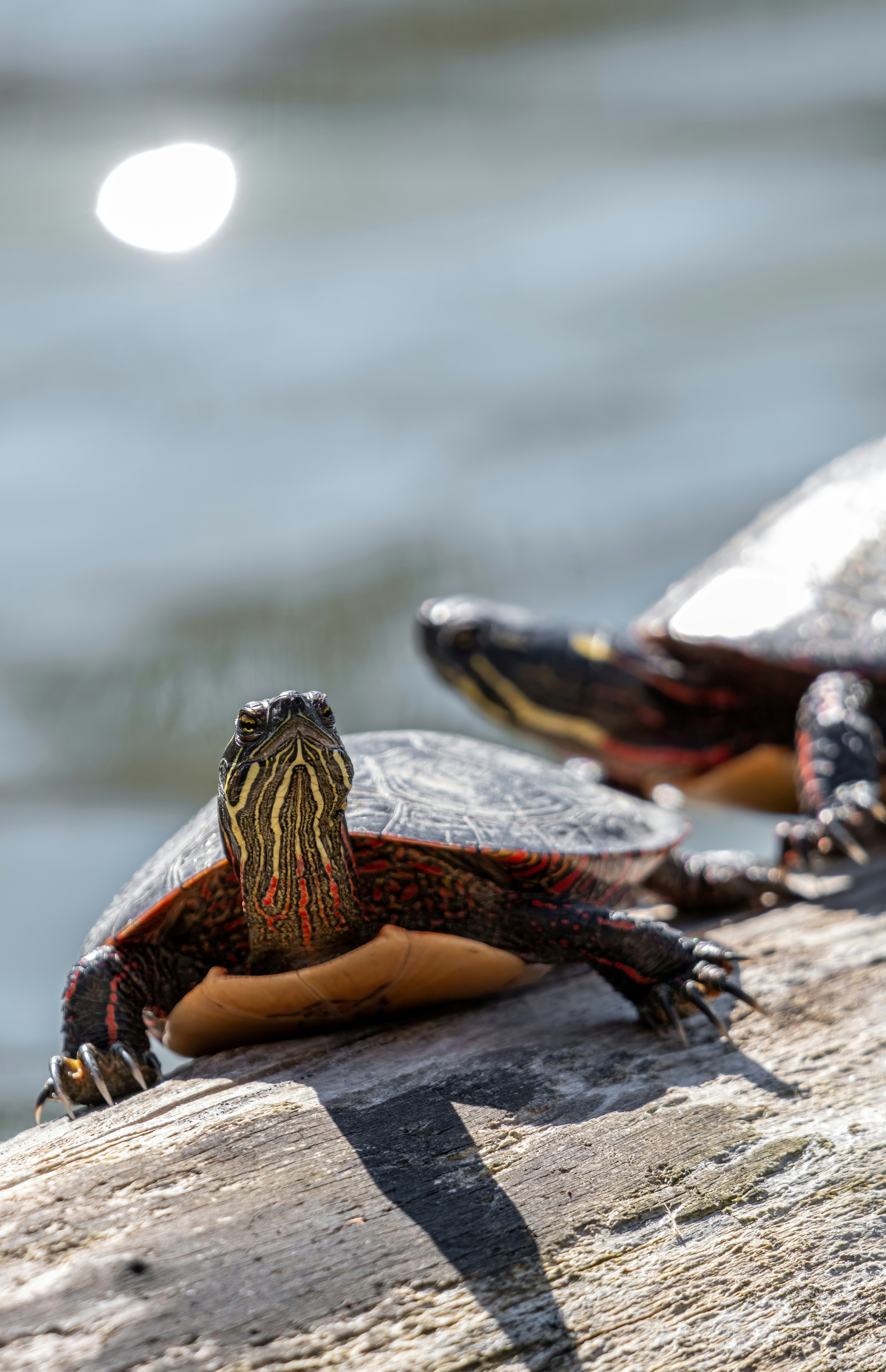 Sunlit Horizon Trek: A Turtle Pair on a Weathered Log