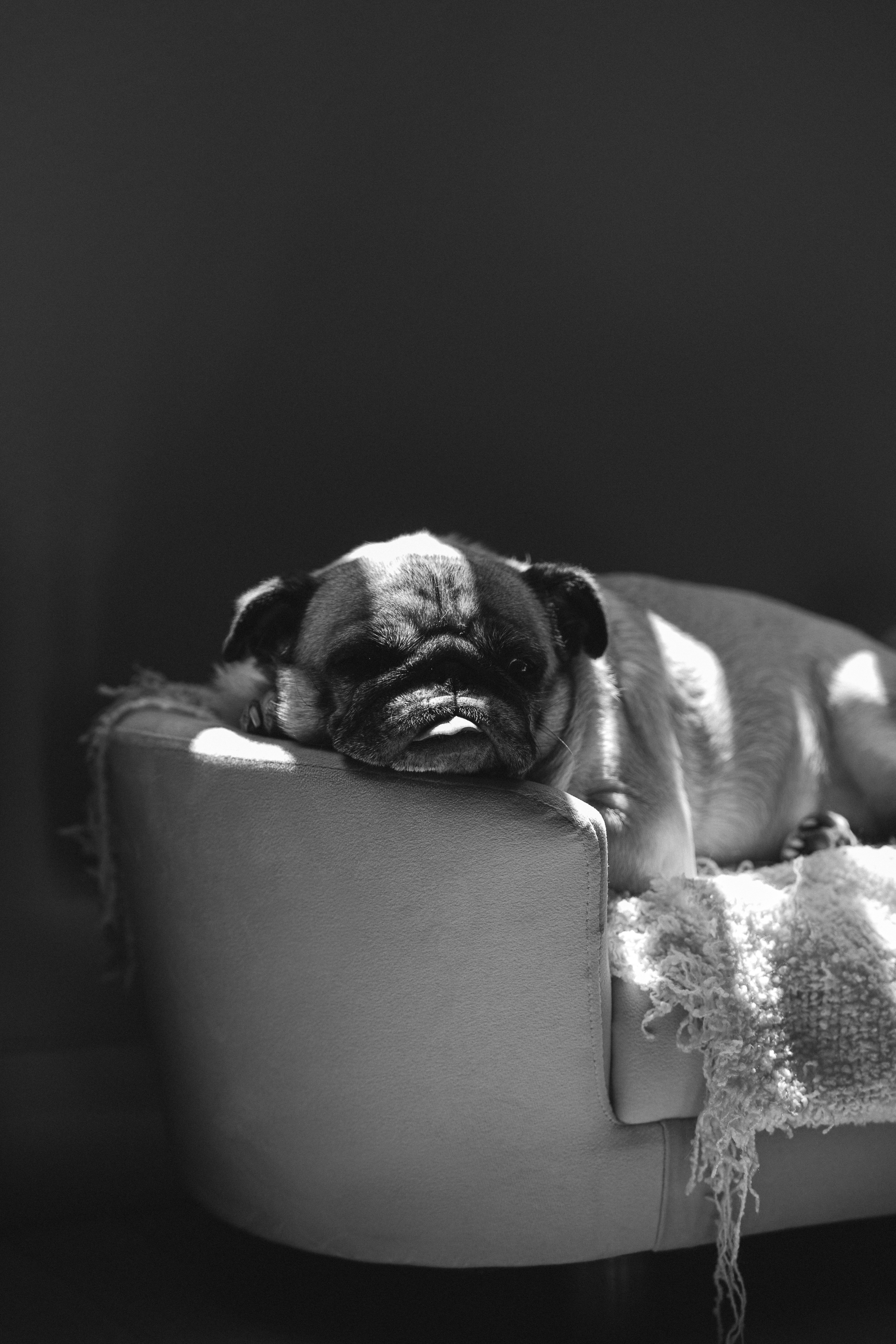 A relaxed pug lounges on a cozy couch. photo – Free Dog Image on Unsplash