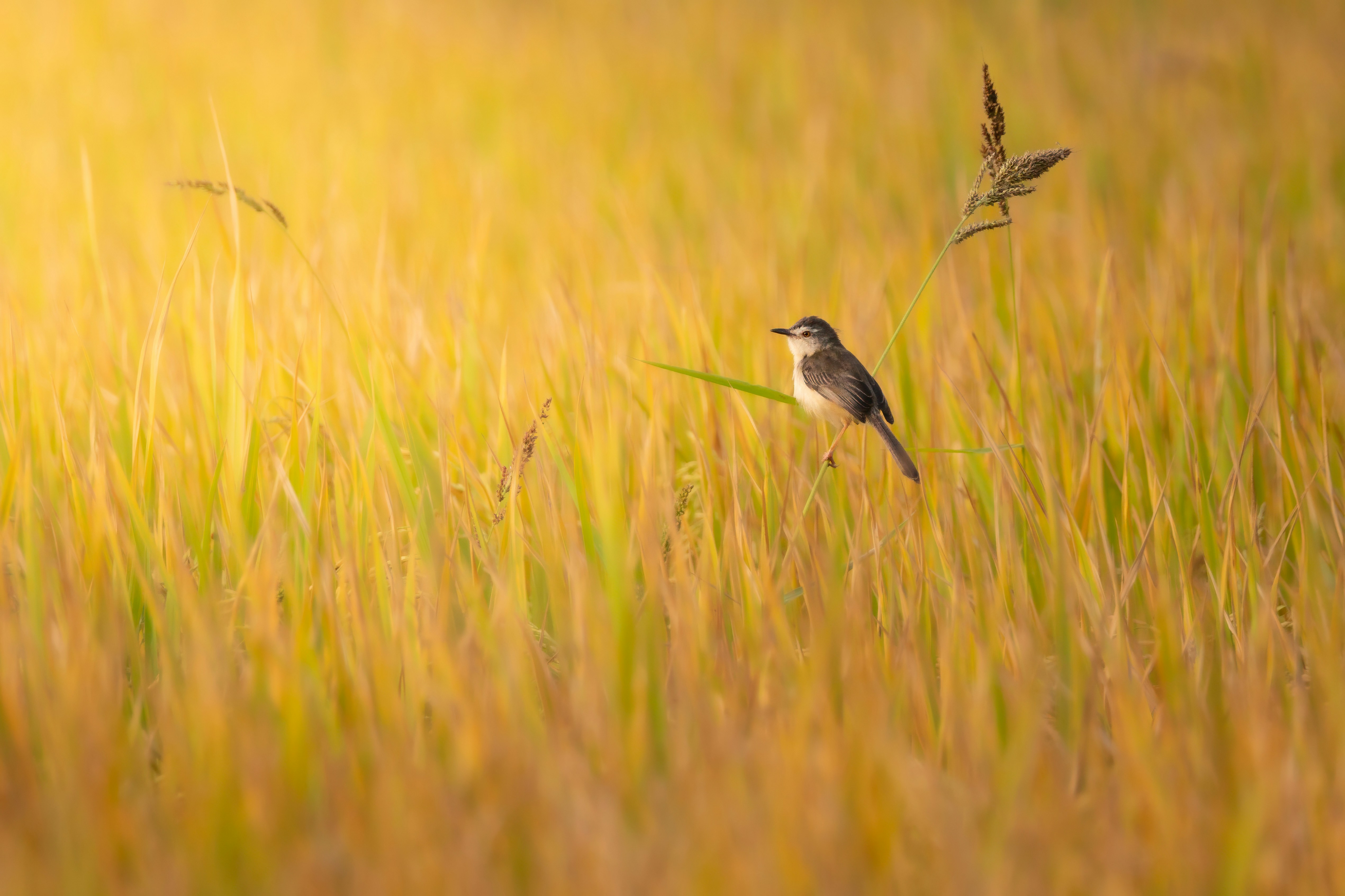 The bird on the paddy field