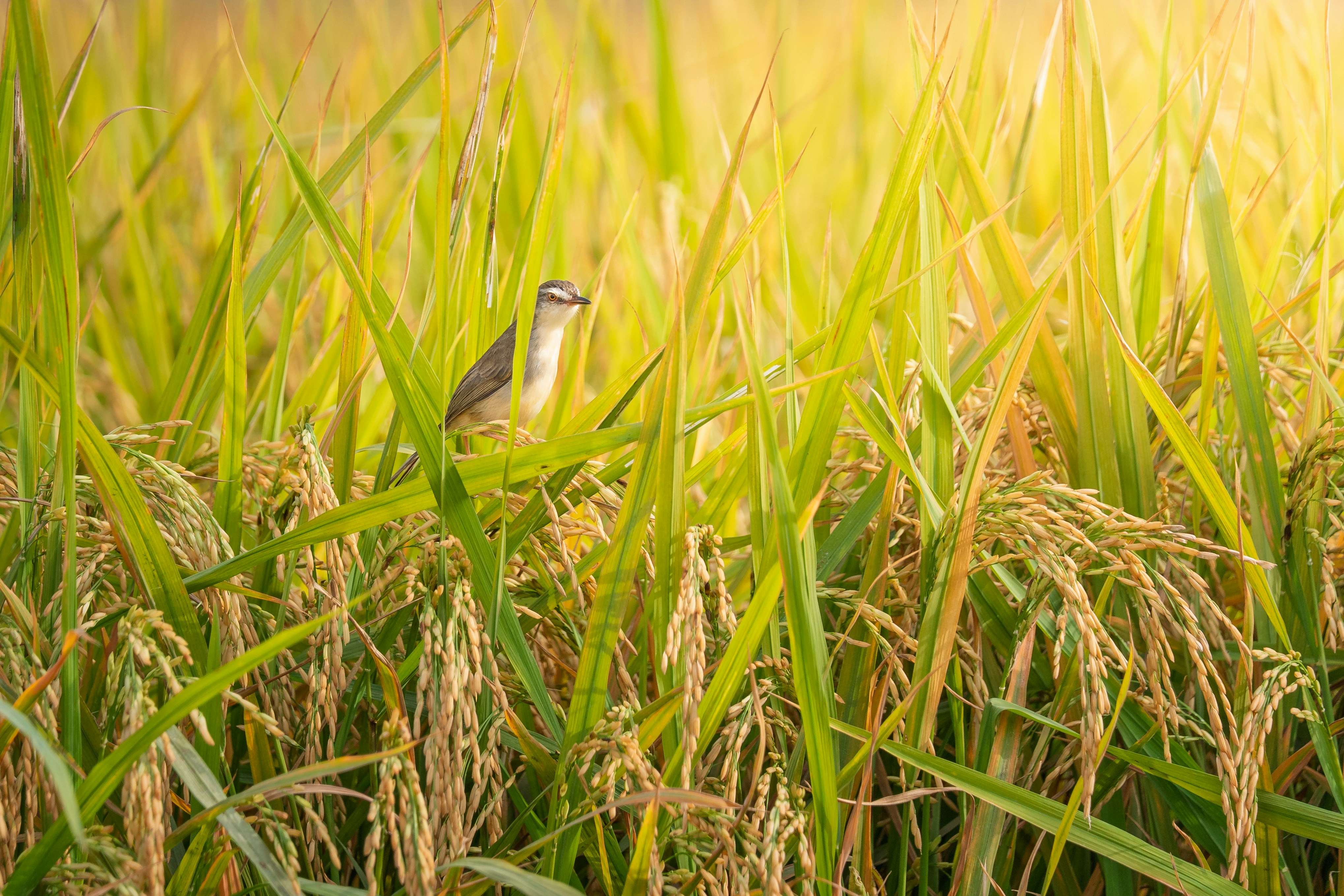 A small bird sits in the golden rice field. photo – Free Bird Image on ...