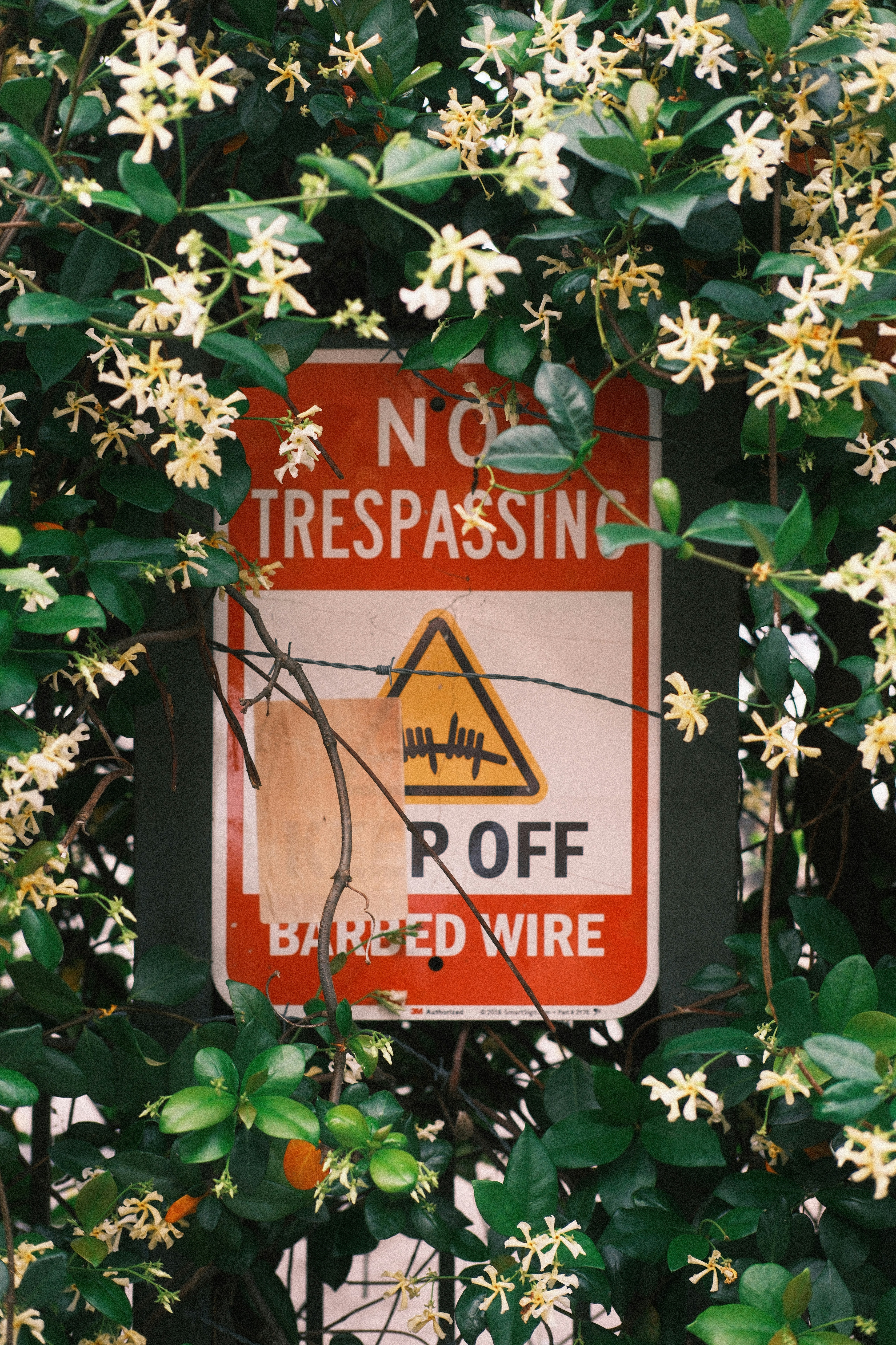 Ivy Curtain on a No Trespassing Sign Beneath Barbed Wire