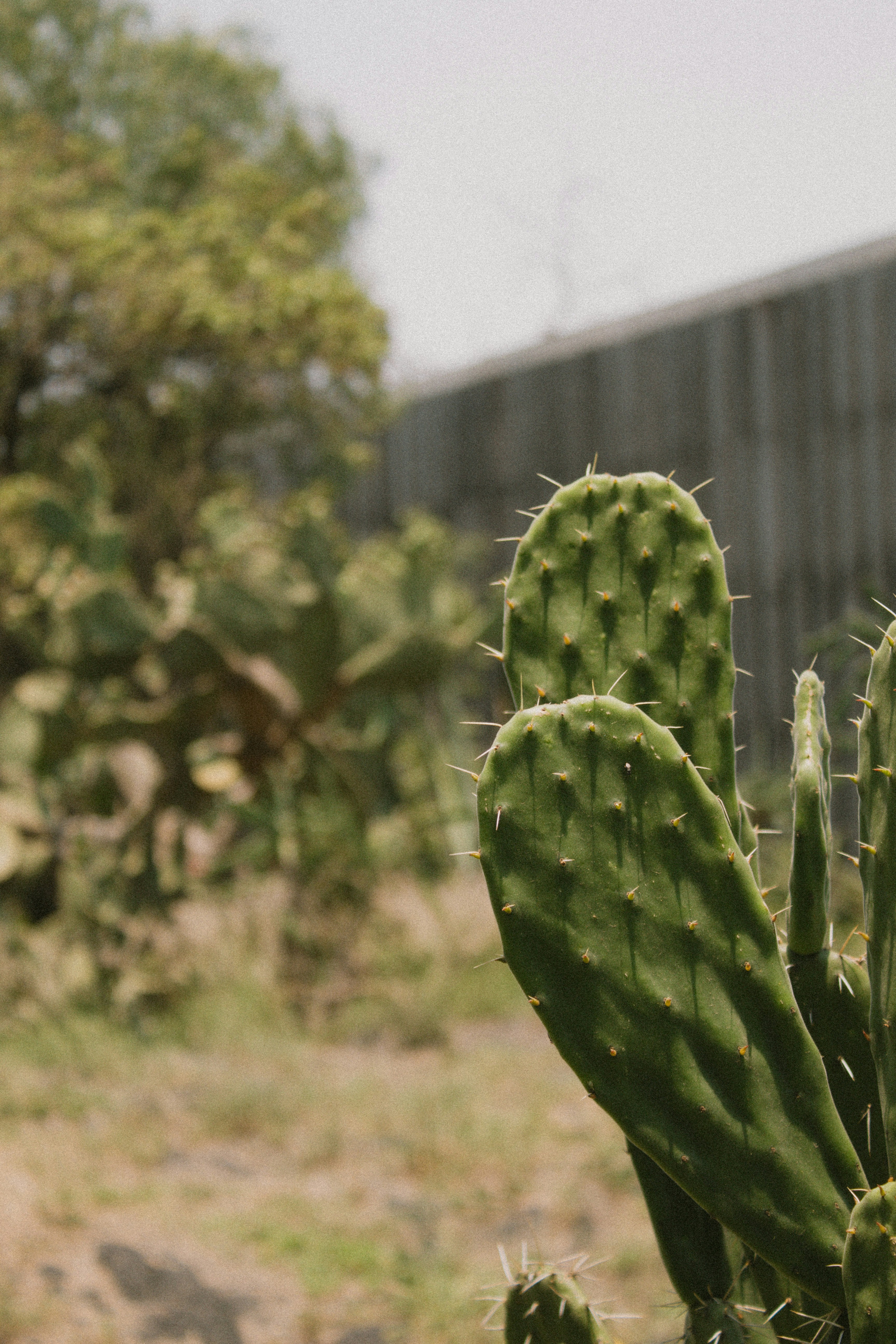 Resilient Green: The Cactus Chronicles