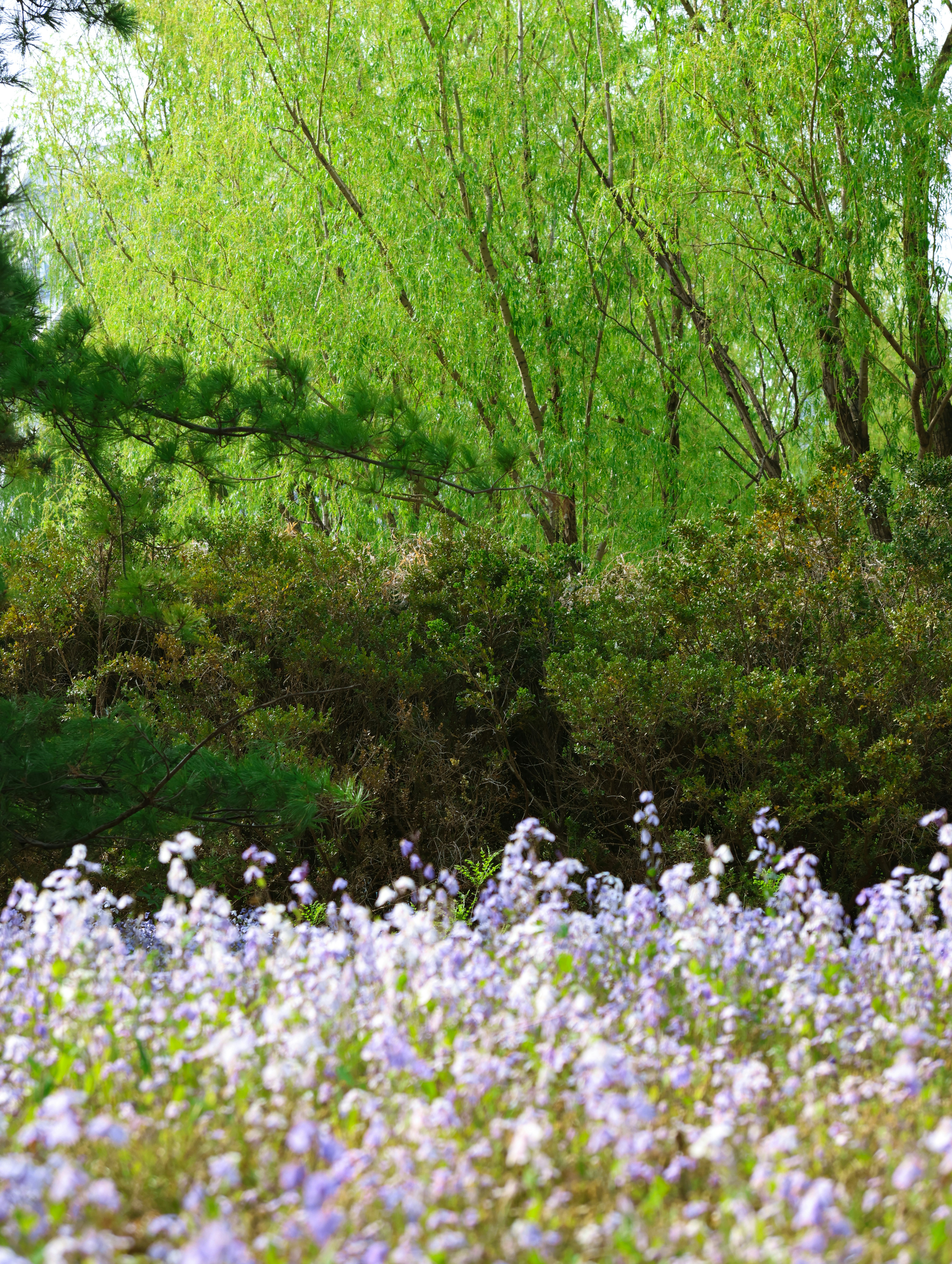 Blooming meadow fringe under fresh spring canopy
