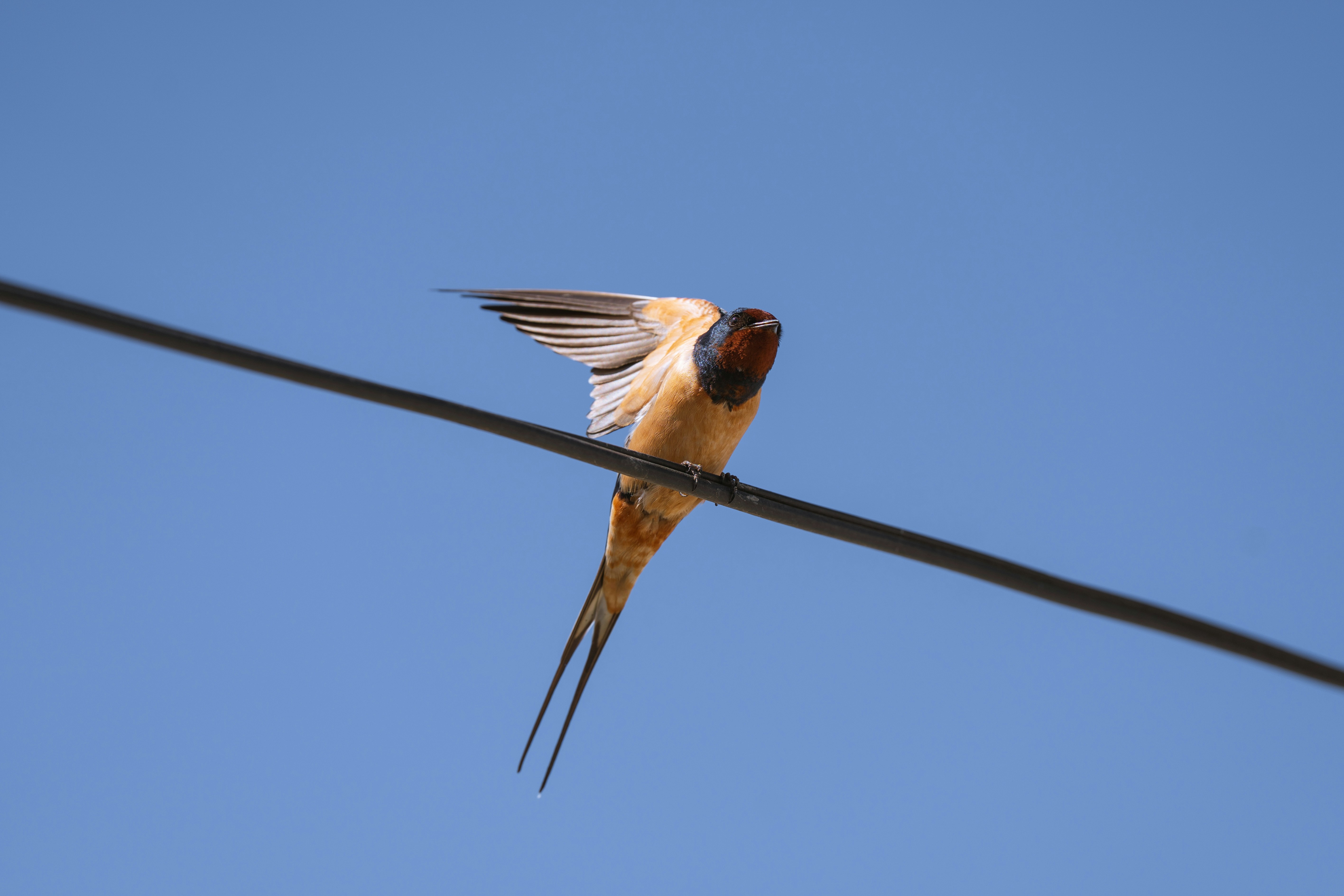 Swift on a Wire: Barn Swallow Commanding the Blue