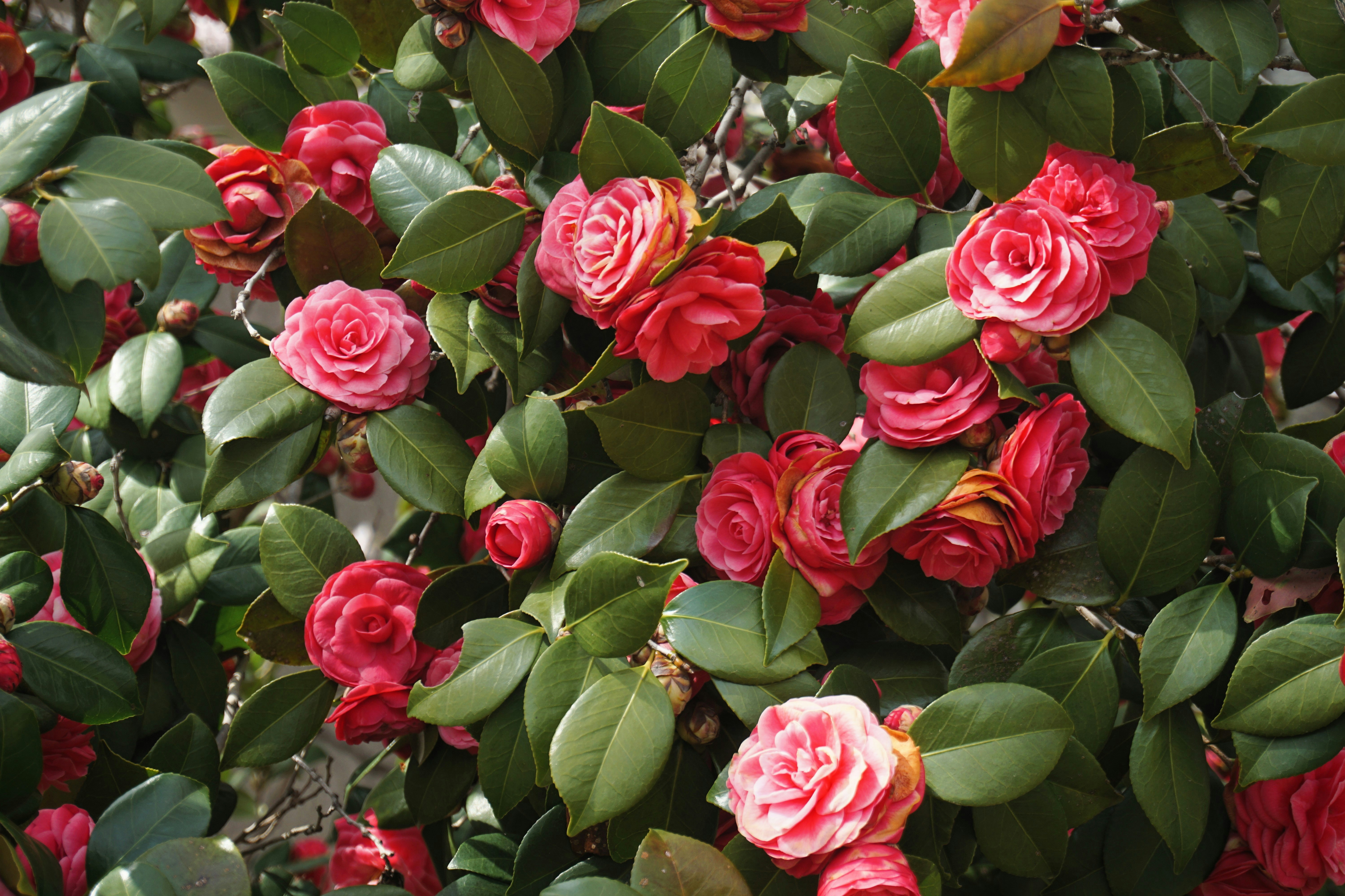 Crimson Camellias Woven Through a Velvet Green Canopy